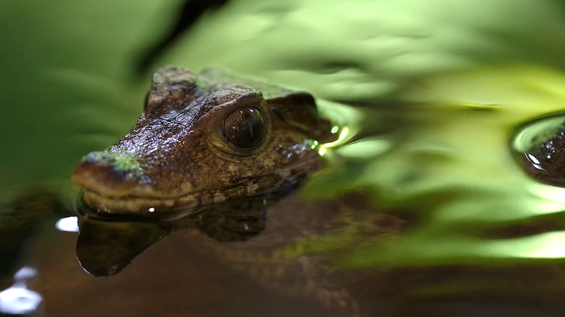 Baby Caiman Macro Waiting In Creek Prey Stock Footage SBV-352216485 ...