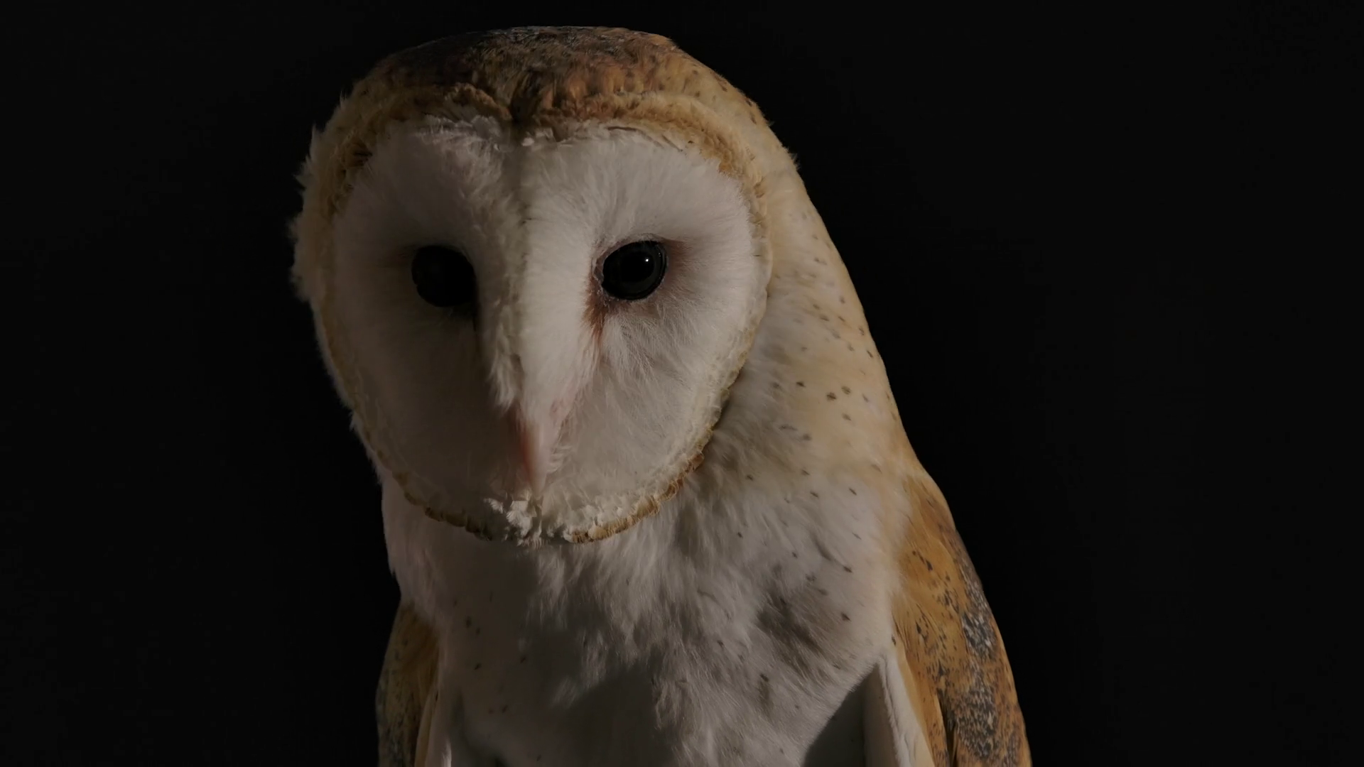 Barn Owl Looks Towards Camera Focused Ready Stock Footage SBV-352216594 ...