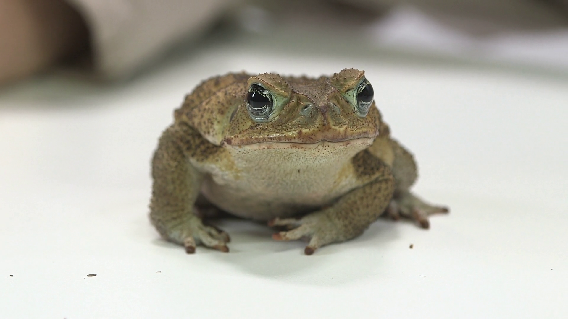 Cane Toad Animal On White Stock Footage SBV-352195204 - Storyblocks