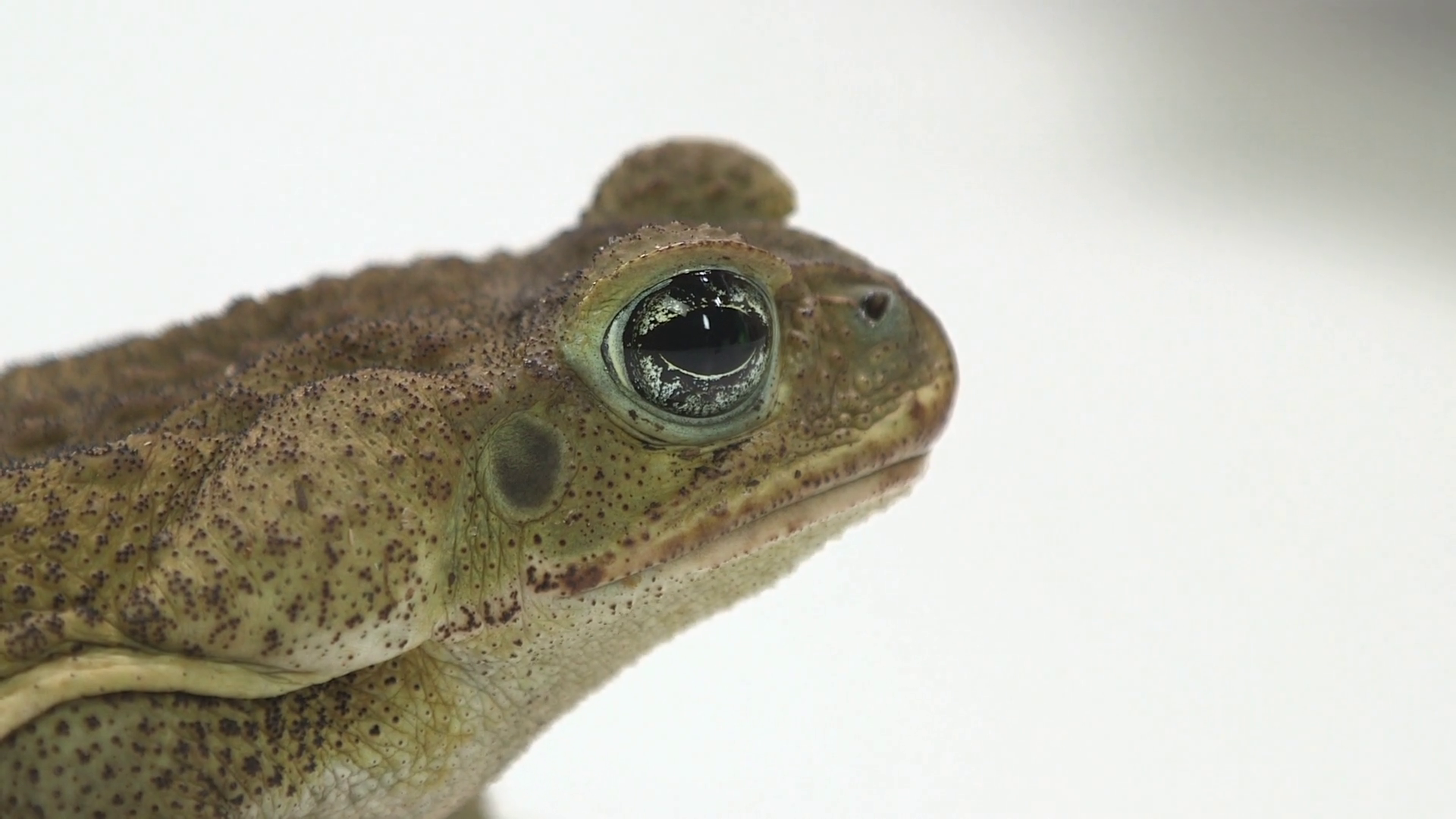 Cane Toad Close Up Face Stock Footage SBV-352195217 - Storyblocks