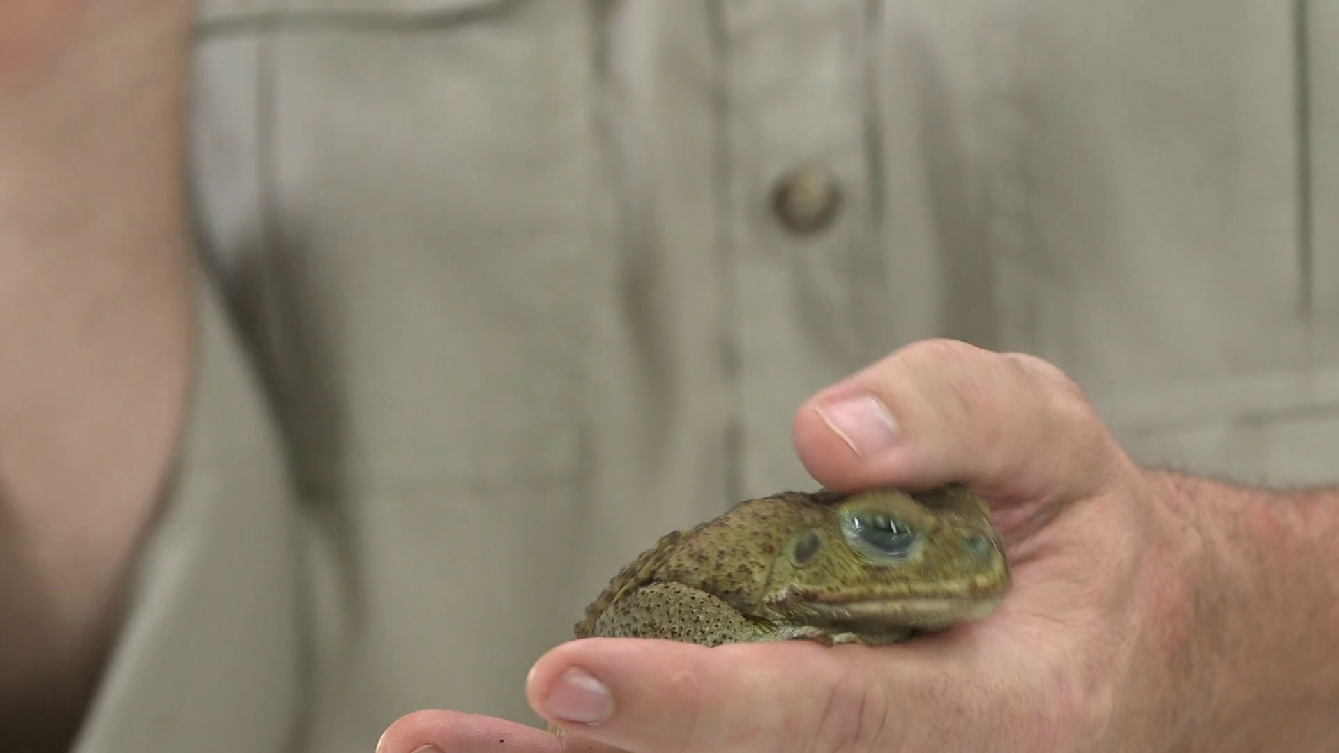 Cane Toad In Man Hands Stock Footage SBV-352195237 - Storyblocks