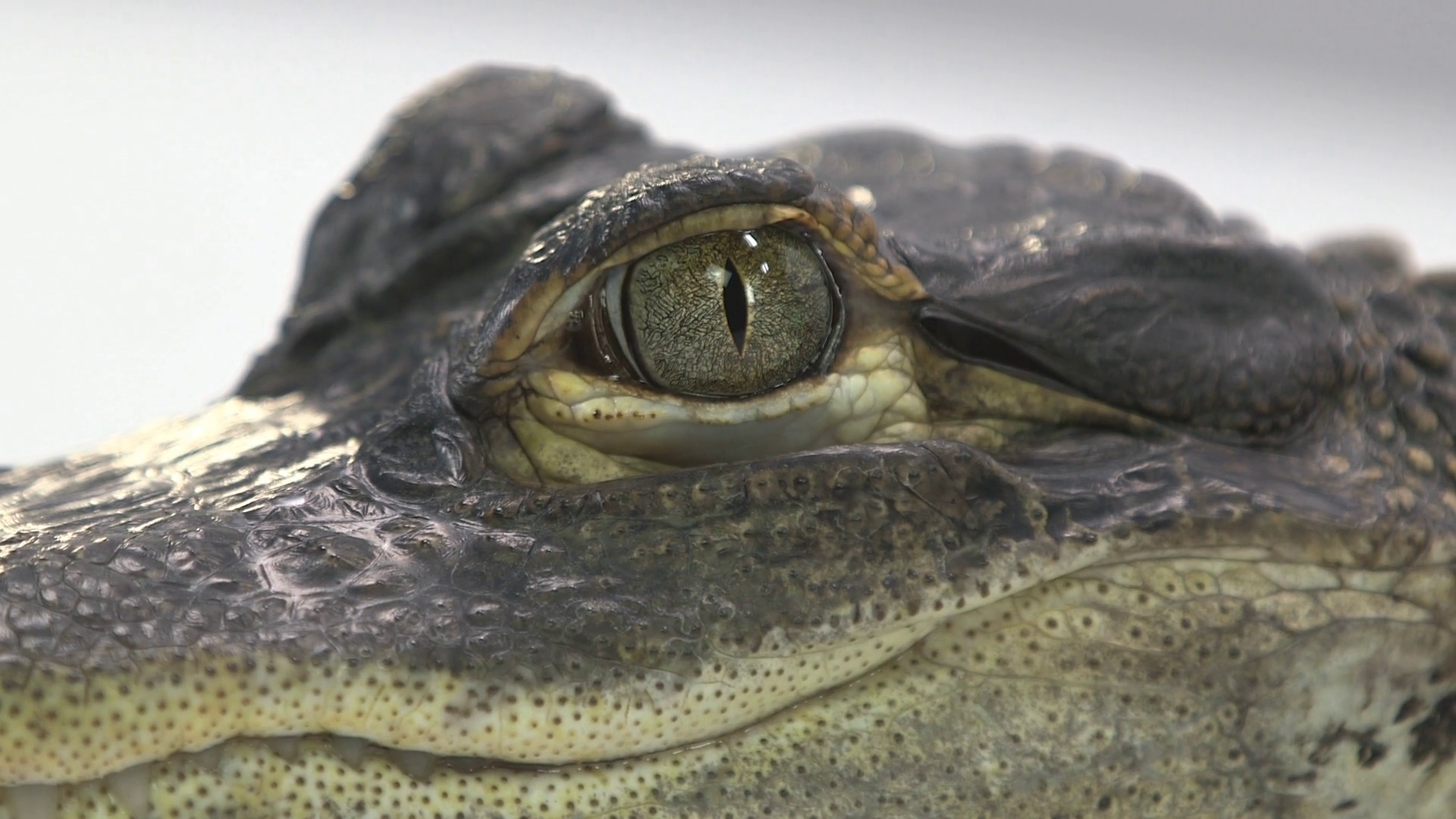 Cayman Eye Face Close Up Stock Footage SBV-352195288 - Storyblocks