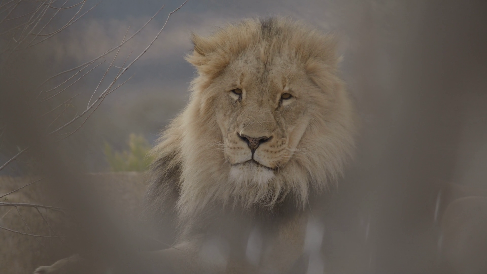 Close Up African Lion Shot Through Tree Stock Footage SBV-352288284 ...