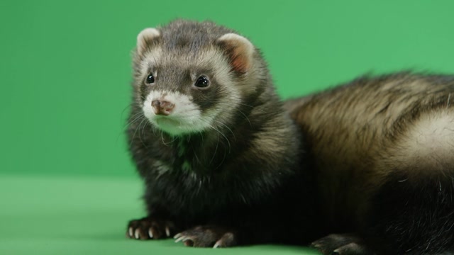 Green Screen Pet | Animals stock footage - Storyblocks