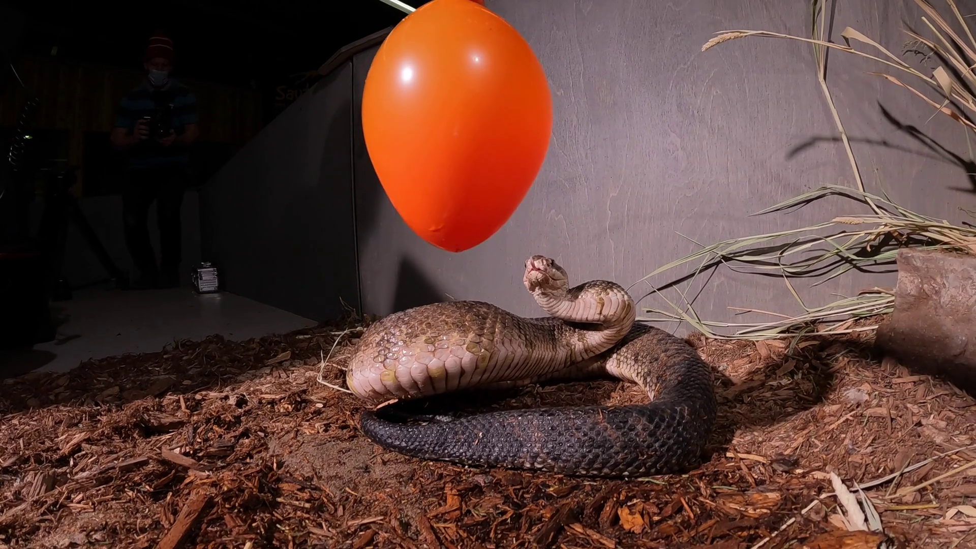 Cottonmouth Snake Strikes Water Balloon 120 Stock Footage SBV-352216406 ...