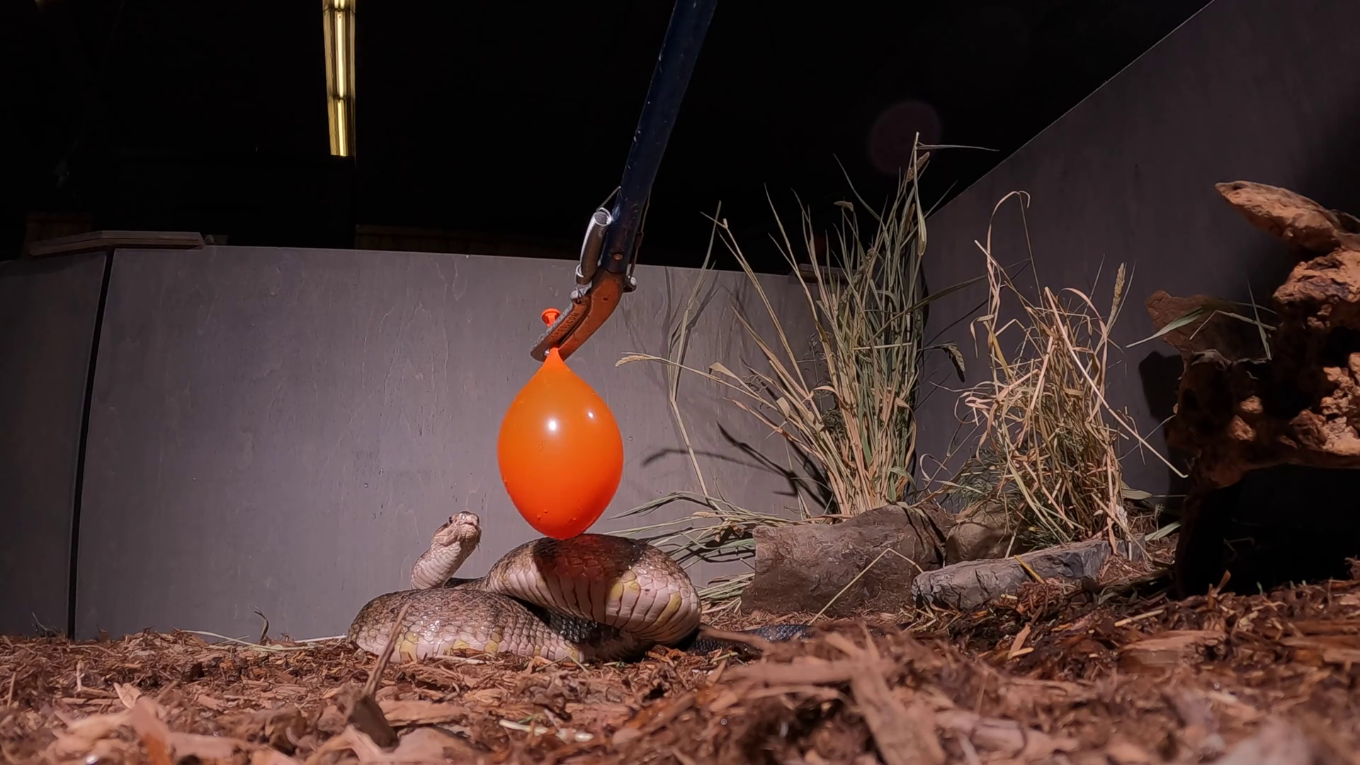 Cottonmouth Snake Strikes Water Balloon Stock Footage SBV-352216415 ...