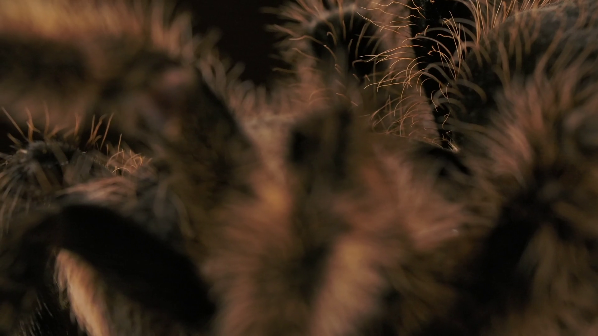 Curly Haired Tarantula Macro Legs Move To Stock Footage SBV-352216512 ...