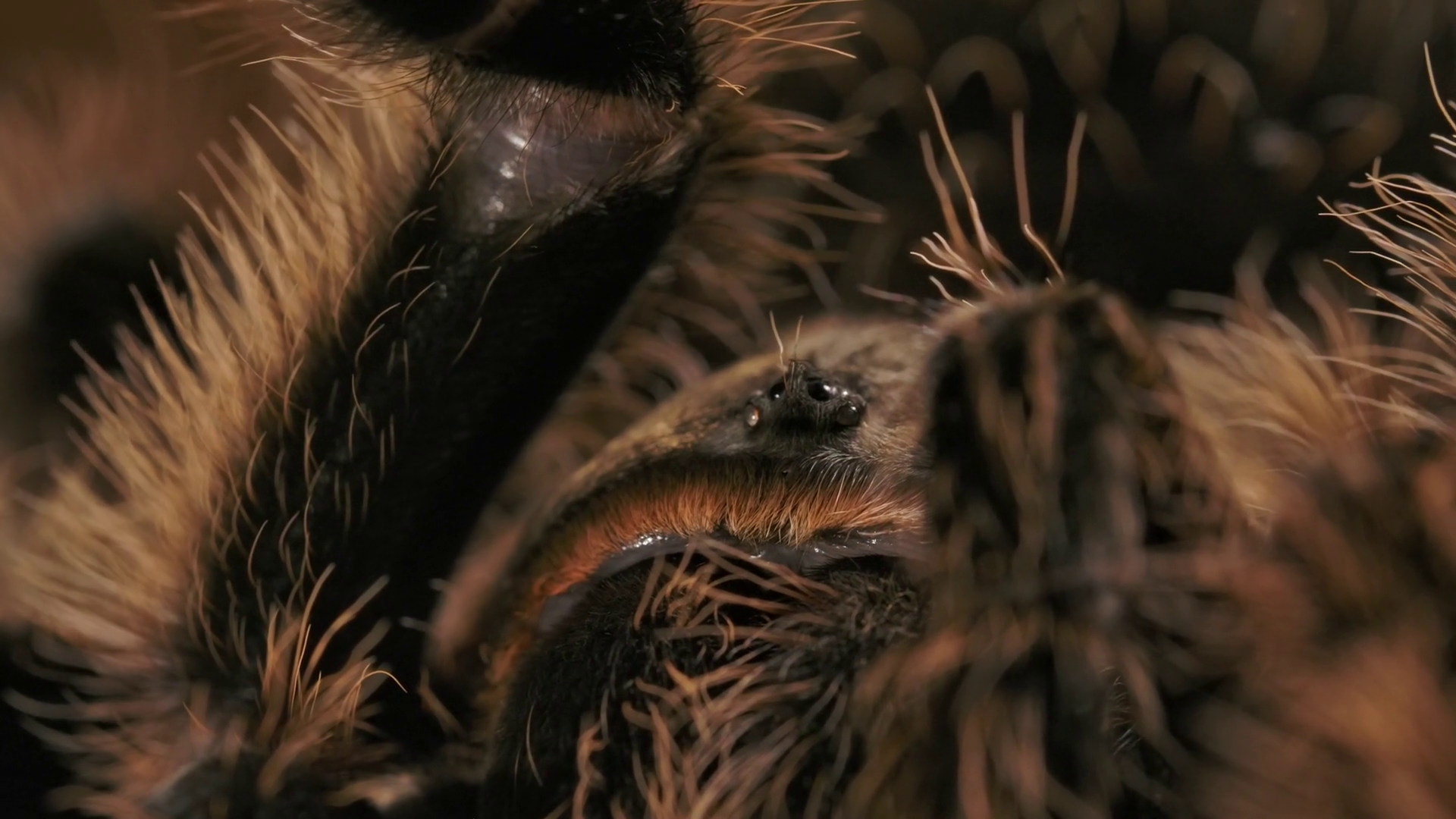 Curly Haired Tarantula Macro Scary Eyes Stock Footage SBV-352216514 ...