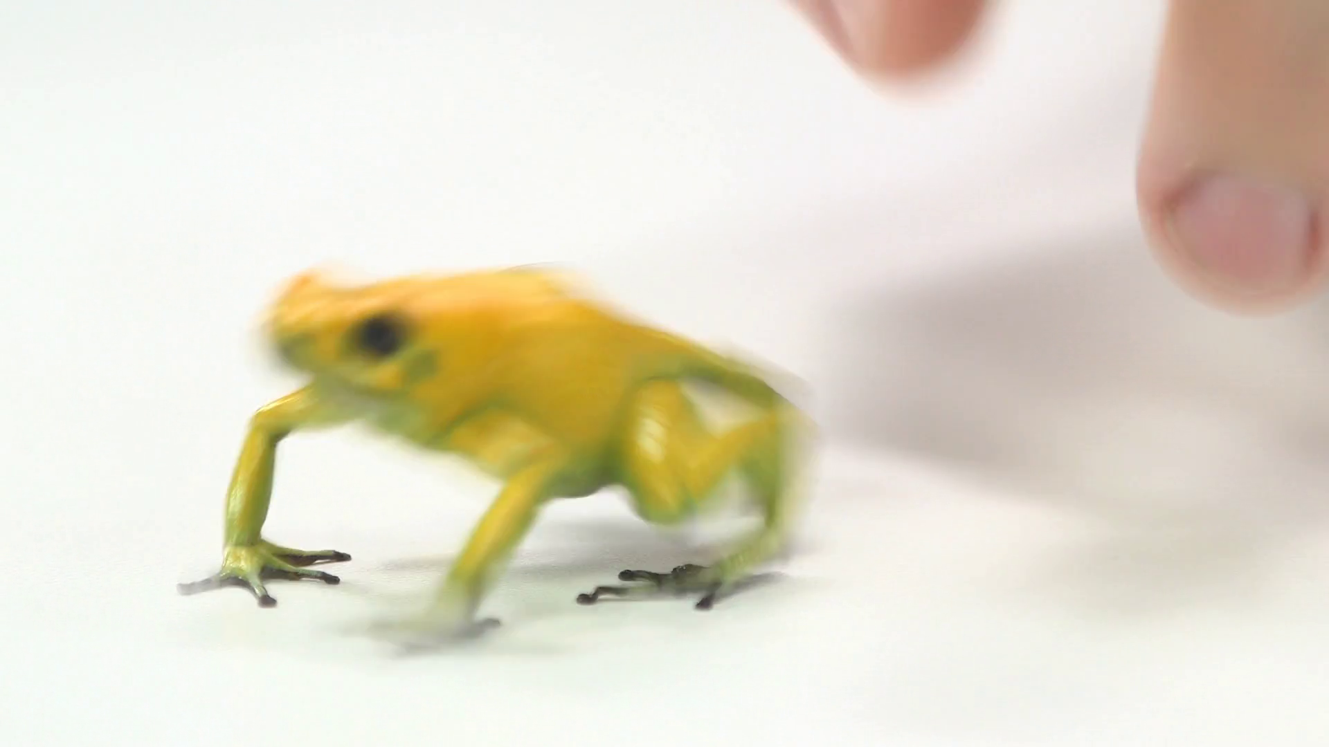 Dart Frog Yellow Poison Amphibian Stock Footage SBV-352195532 - Storyblocks
