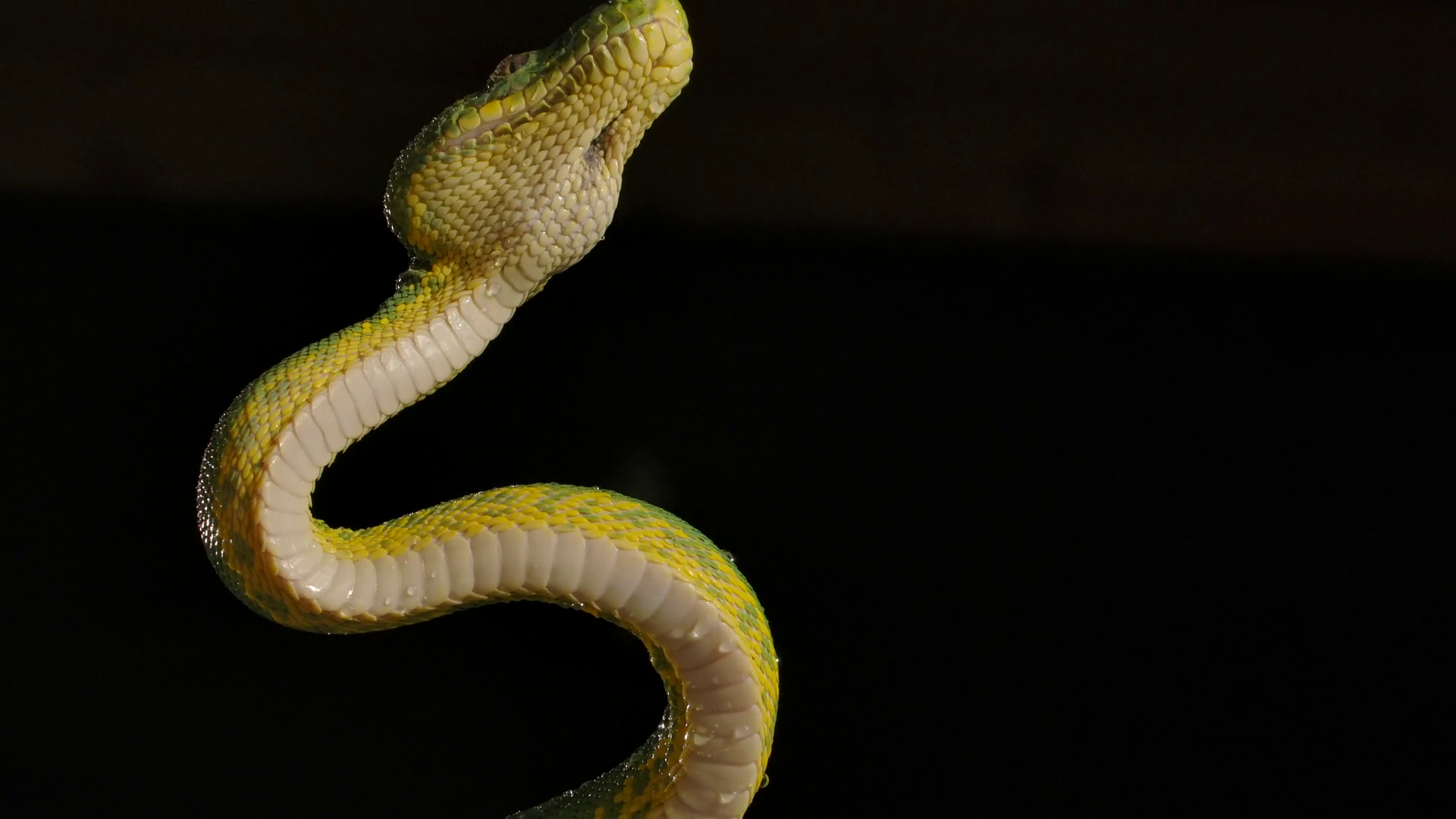 Emerald Tree Boa Looking Up At Rain Droplets Stock Footage SBV ...