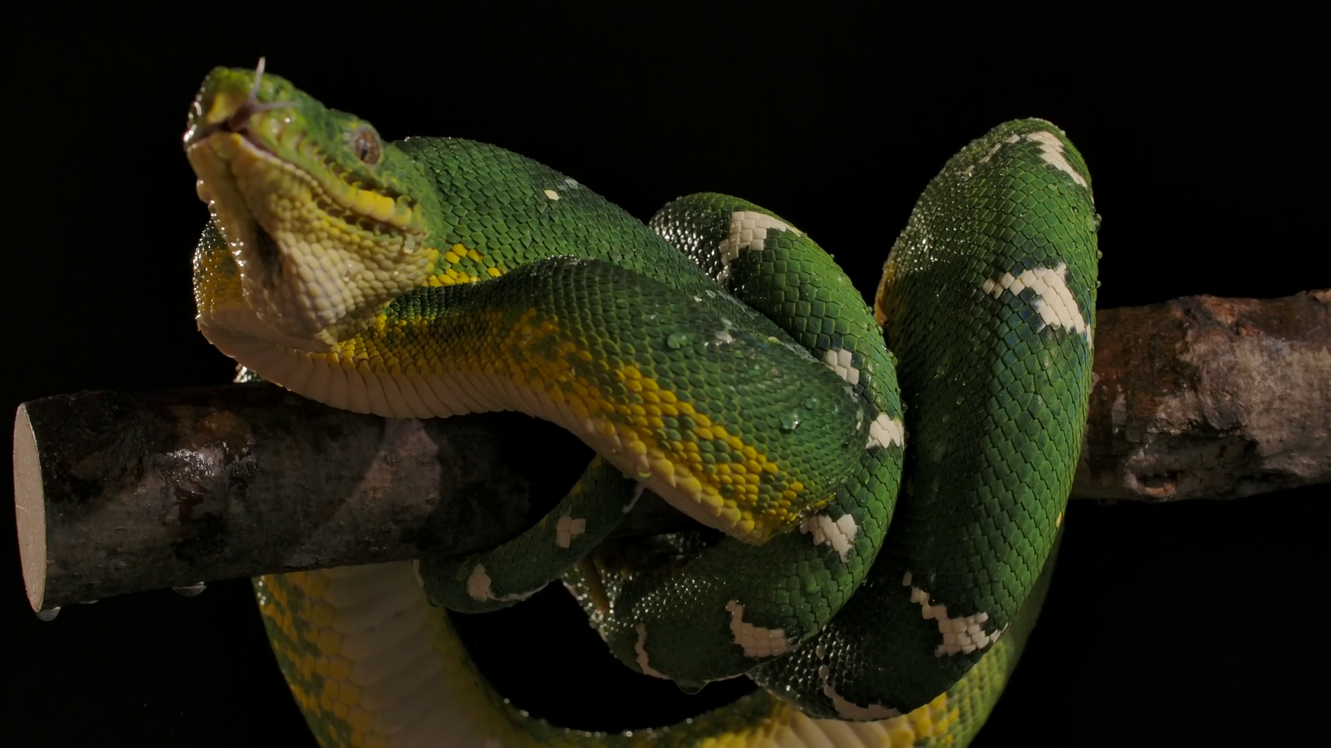 Emerald Tree Boa Splashed With Big Rain Stock Footage SBV-352216413 ...