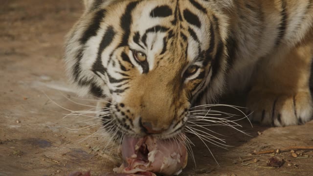 Tiger Eating Animal Stock Footage: Royalty-Free Video Clips - Storyblocks