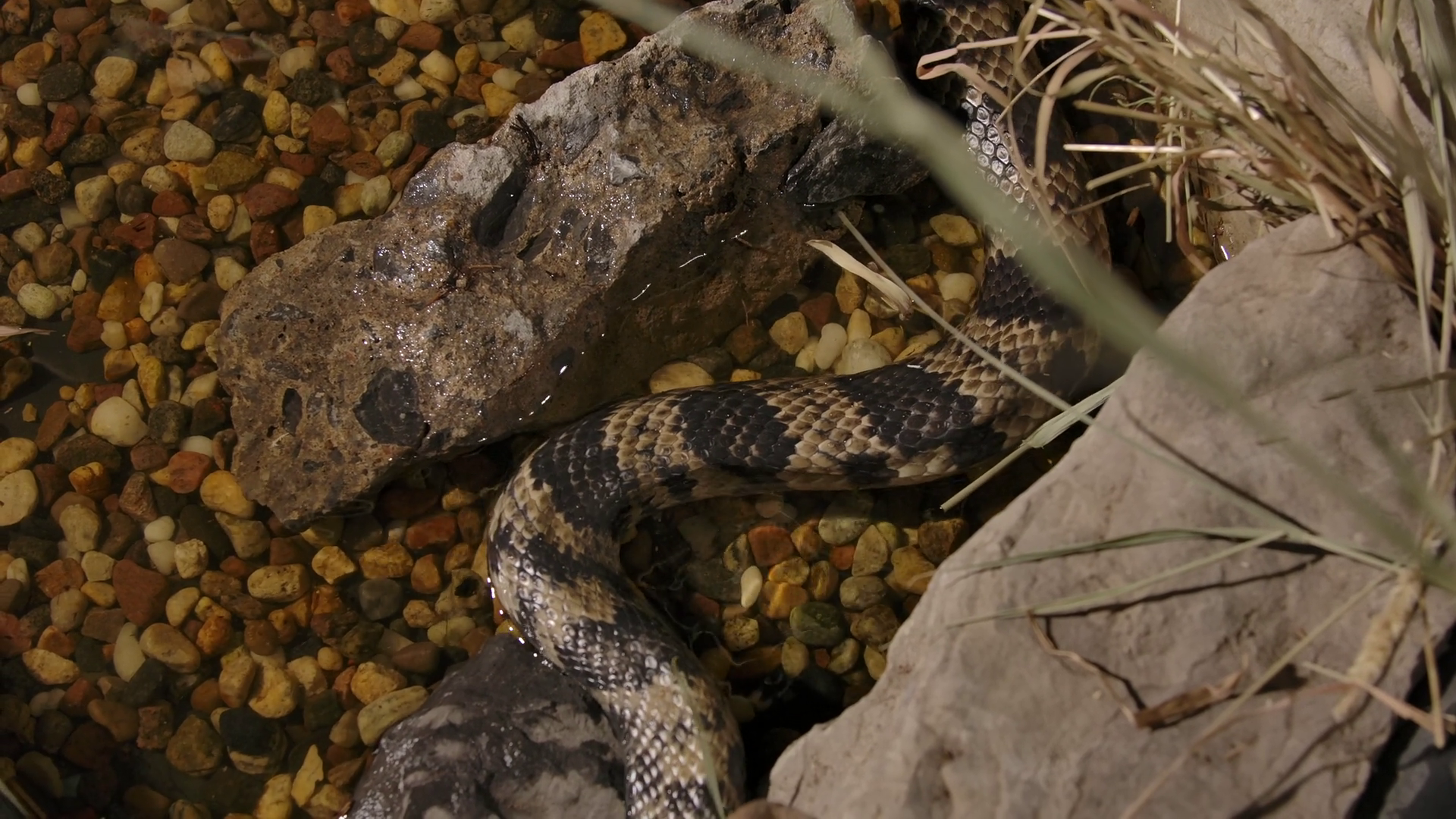 False Water Cobra Top View Swimming In Creek Stock Footage SBV ...