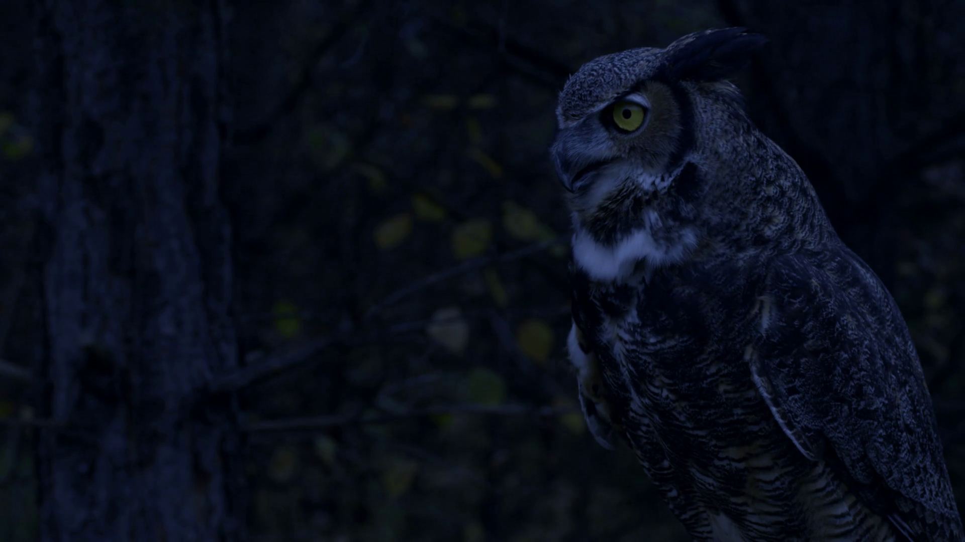 Great Horned Owl Hunting At Night Stock Footage SBV-352200832 - Storyblocks
