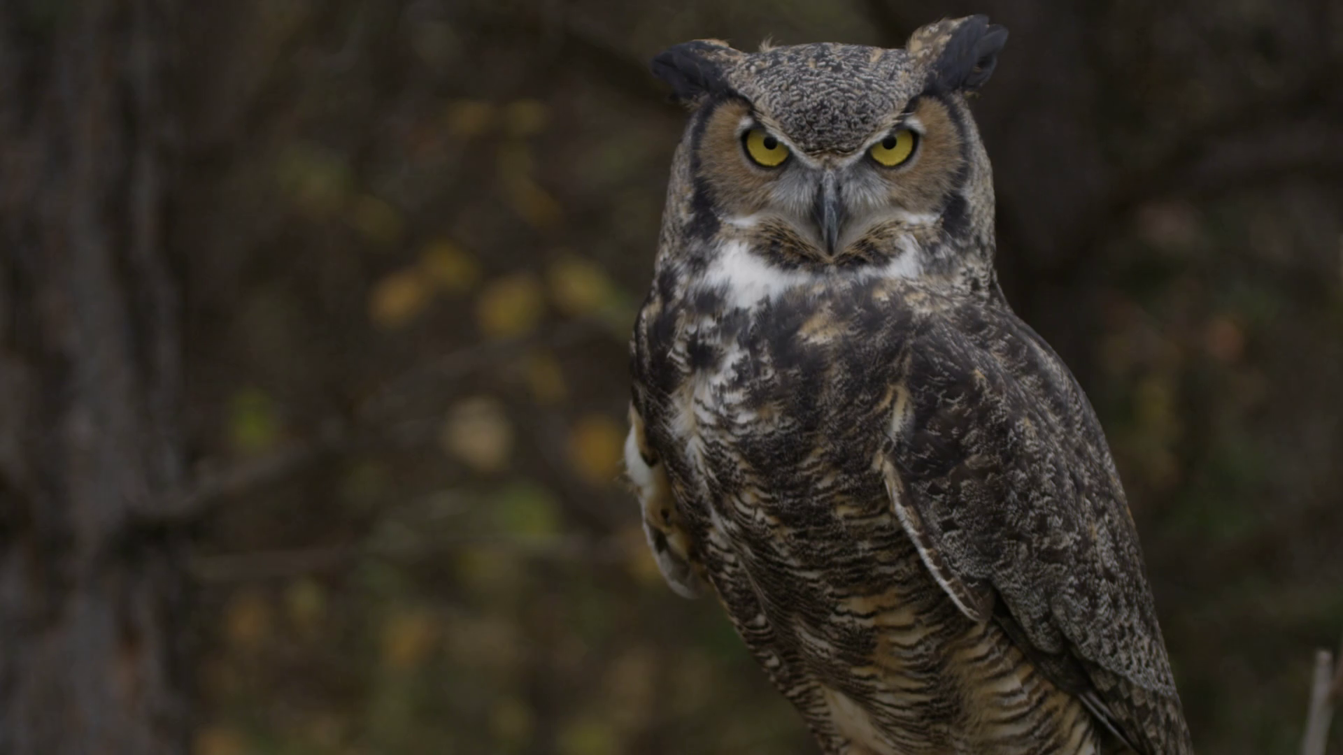 Great Horned Owl Medium Shot Looking Around Stock Footage SBV-352200901 - Storyblocks
