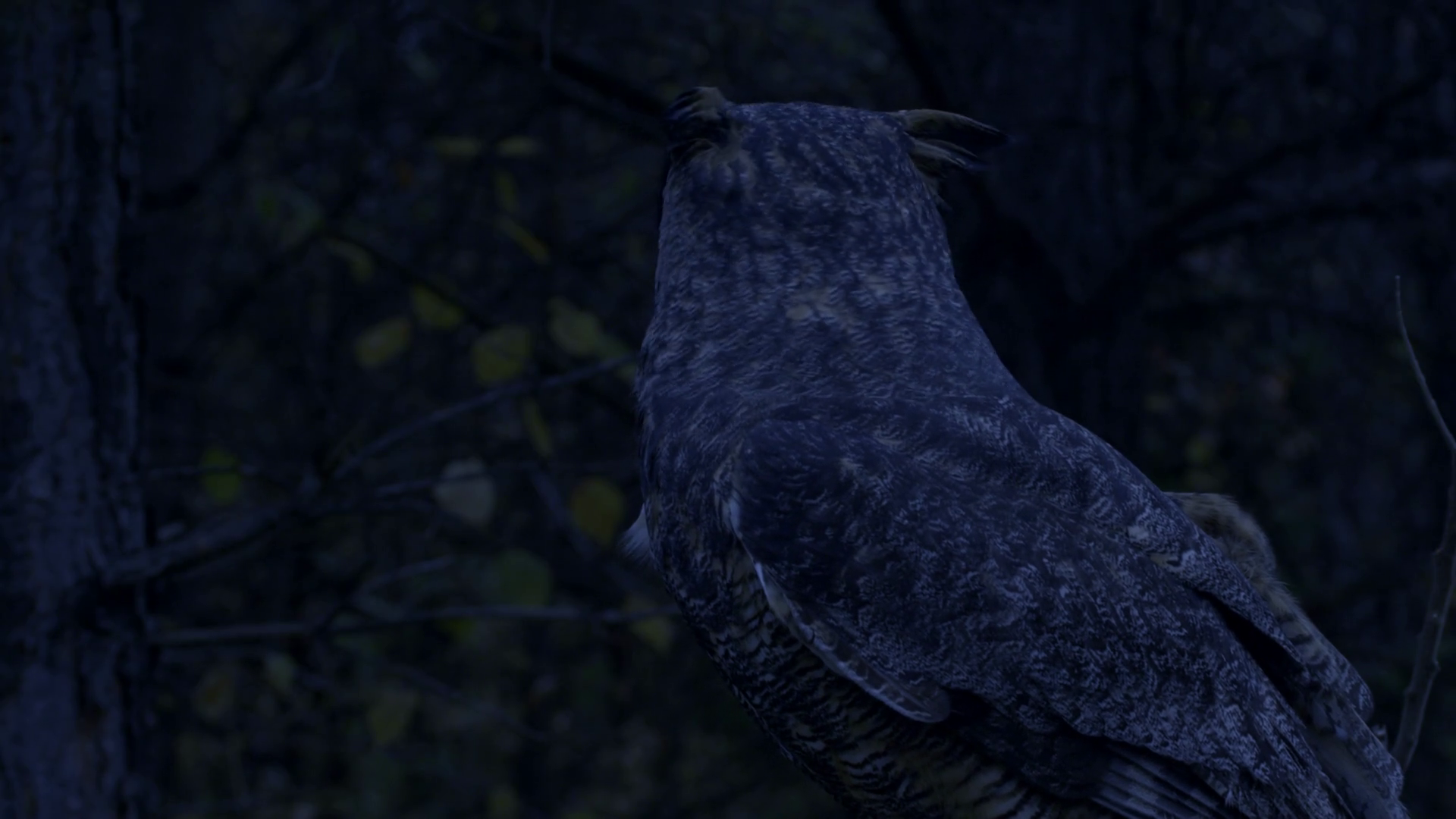 Great Horned Owl Night Time Predator Stock Footage SBV-352200907 ...