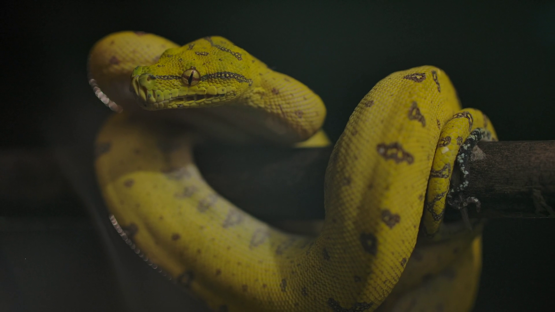 Green Python Flicks Tongue Backlit Wrapped Stock Footage SBV-352216575 ...