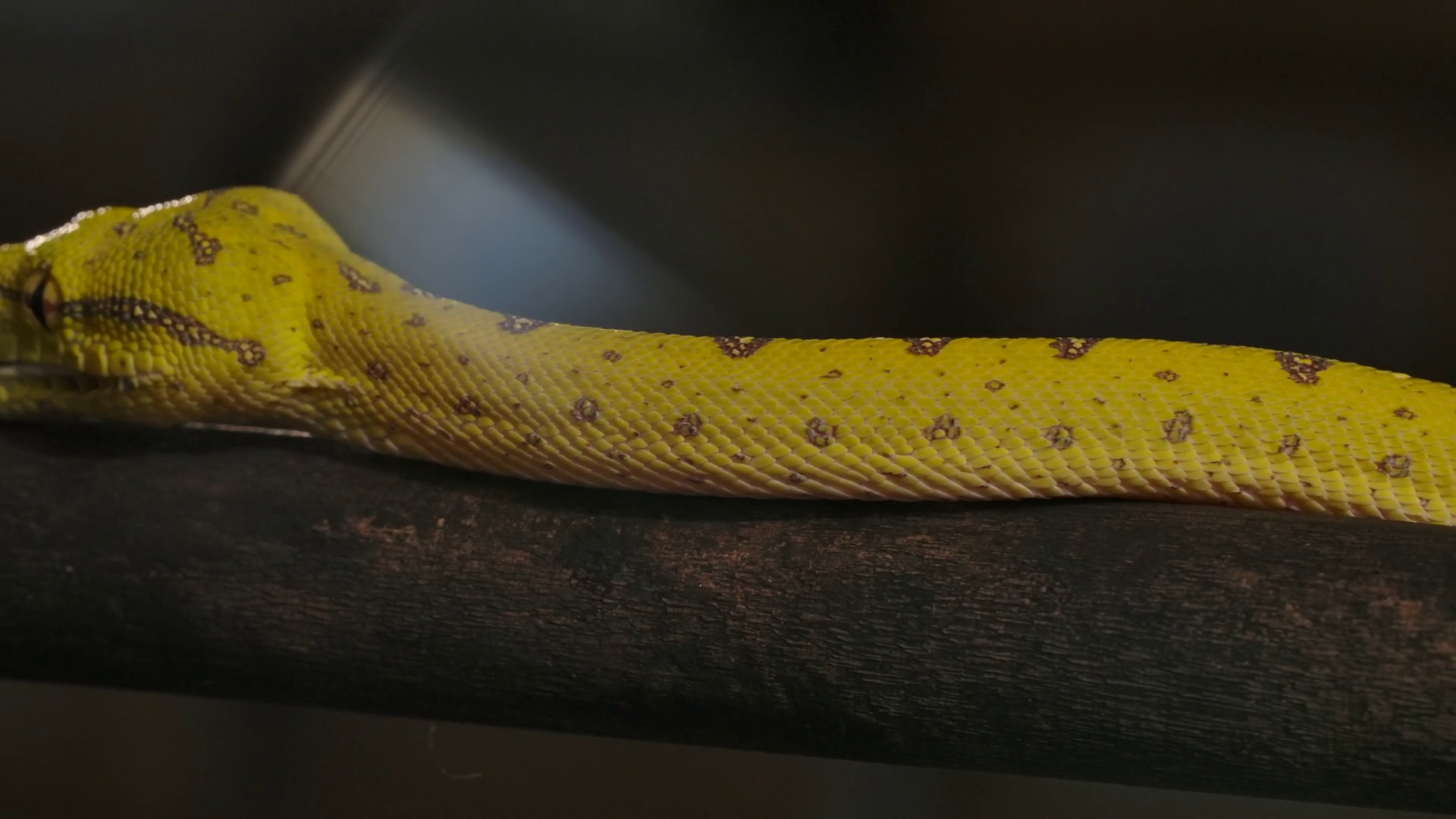 Green Python Going Along Branch With Tongue Stock Footage SBV-352216578 ...