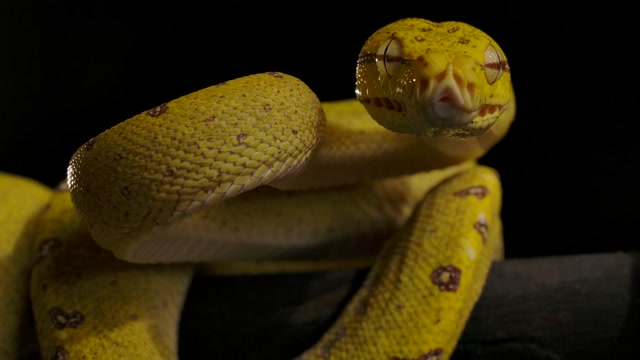 Snake Biting Camera Stock Footage: Royalty-Free Video Clips - Storyblocks