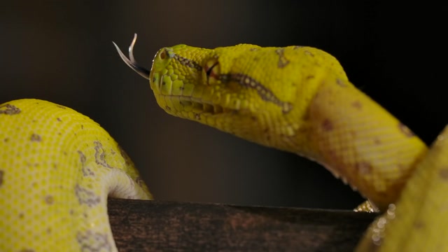 Green Snake Stock Footage: Royalty-Free Video Clips - Storyblocks