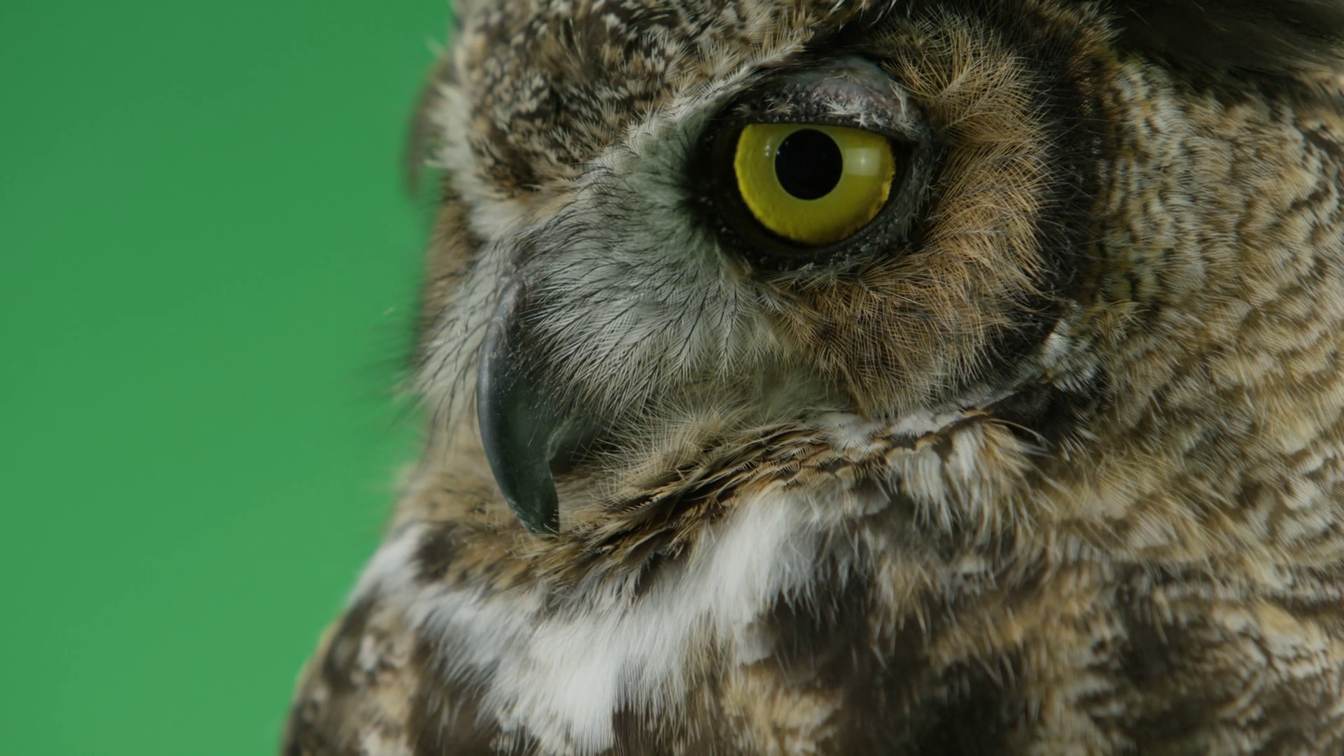 Handsome Great Horned Owl On Green Screen Stock Footage SBV-352195238 ...