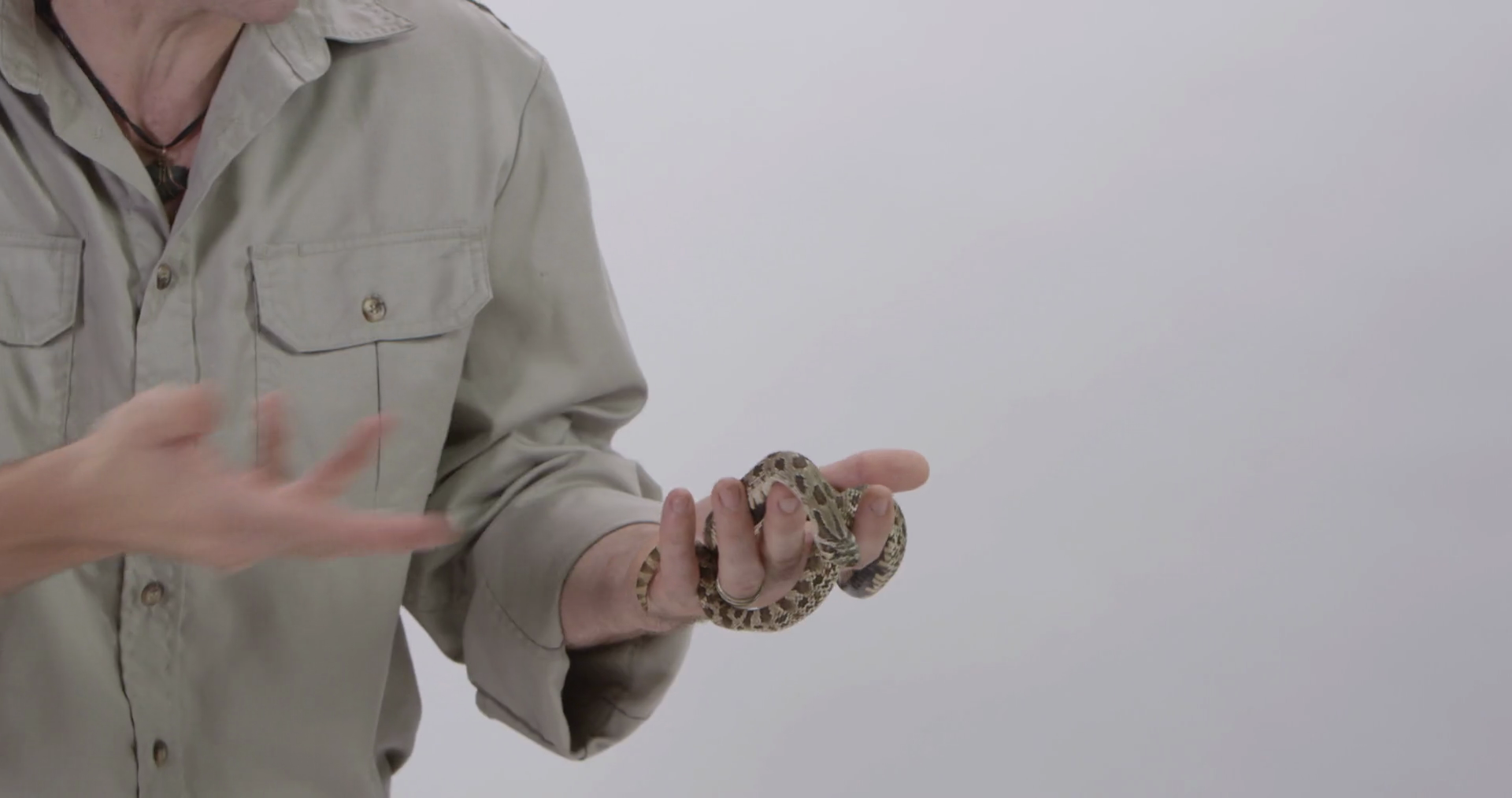 Hog Nosed Snake Being Handled Zookeeper Stock Footage SBV-352195146 ...