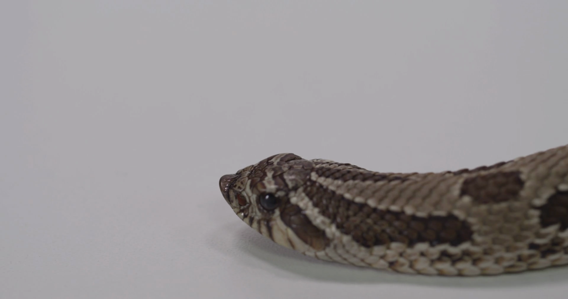 Hog Nosed Snake Slow Motion Tongue Lash Stock Footage SBV-352195167 ...