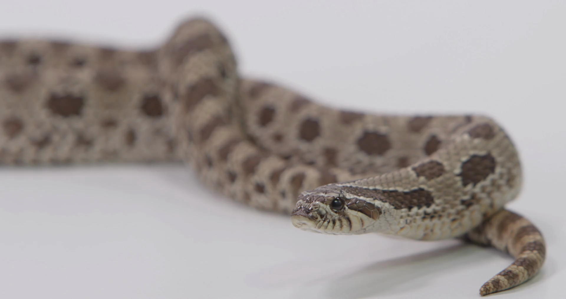 Hog Nosed Snake Tilt Up Stock Footage SBV-352195180 - Storyblocks