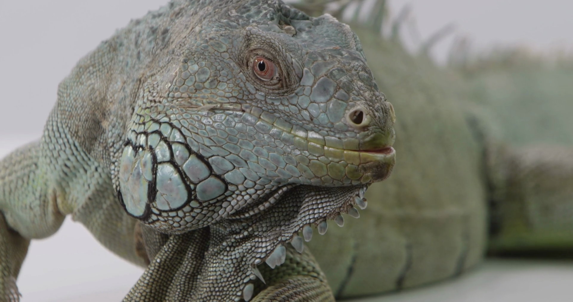 Iguana Handsome Lizard Looking Around Stock Footage SBV-352195209 ...