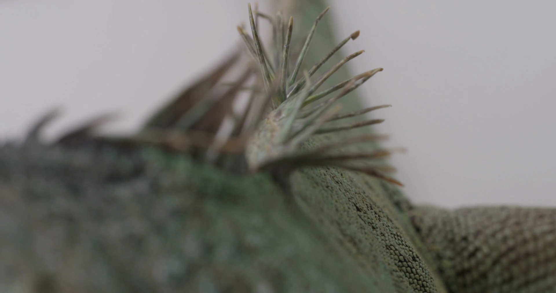 Iguana Rack Focus Back Spines Scales Stock Footage SBV-352195328 ...