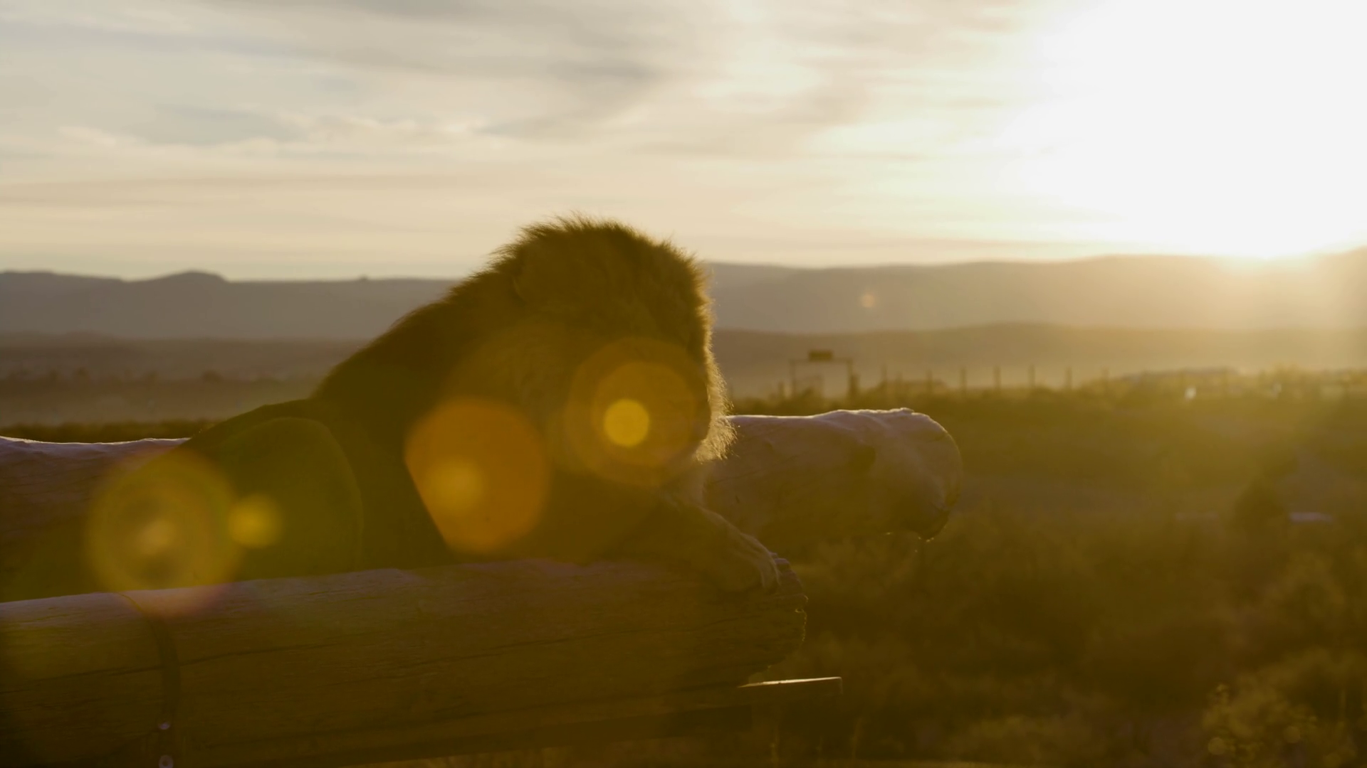 Lion Looking Out Over Kingdom Stock Footage SBV-352288393 - Storyblocks