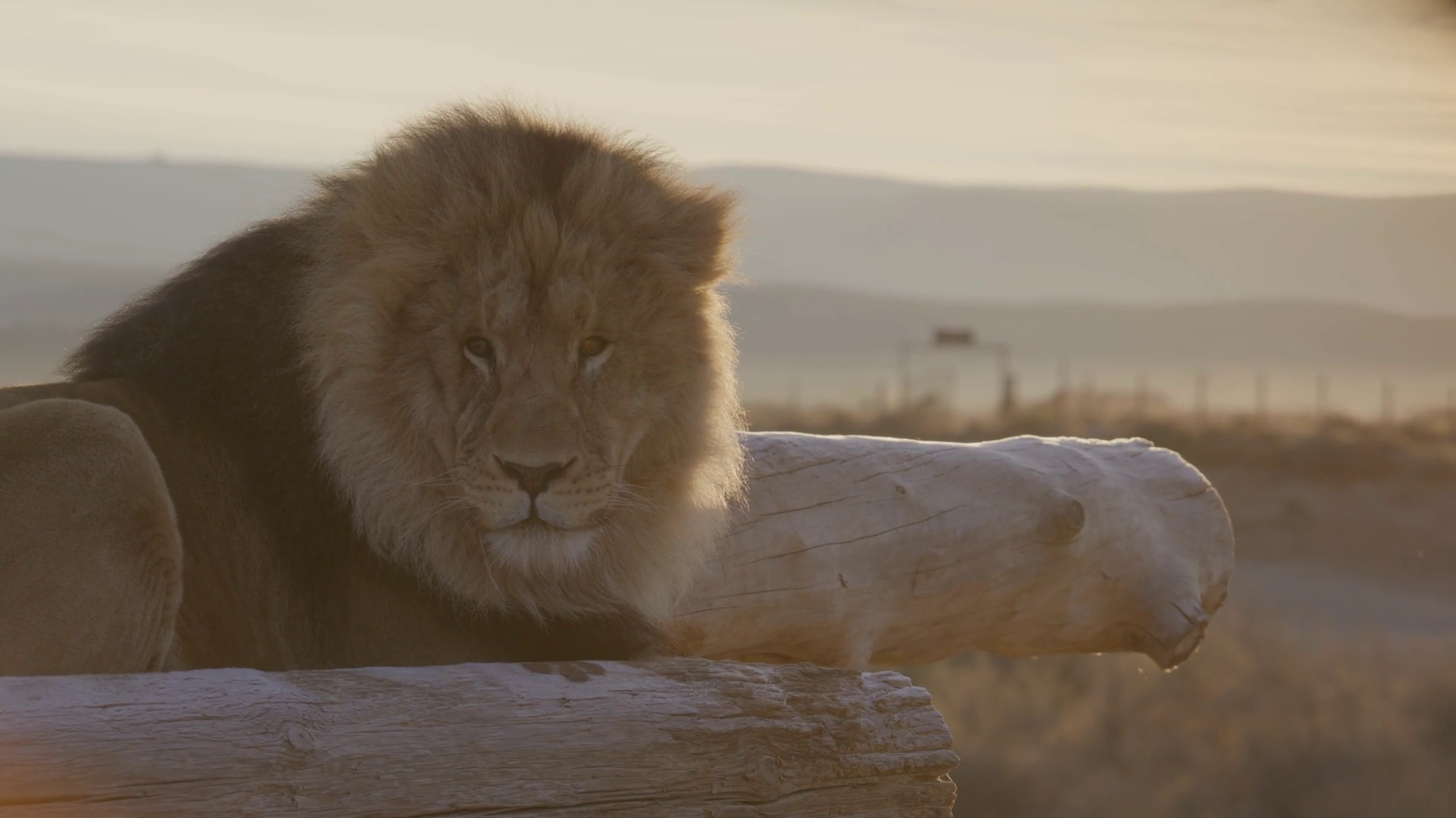 Lounging Lion Turning Head Slow Motion Stock Footage SBV-352288425 ...