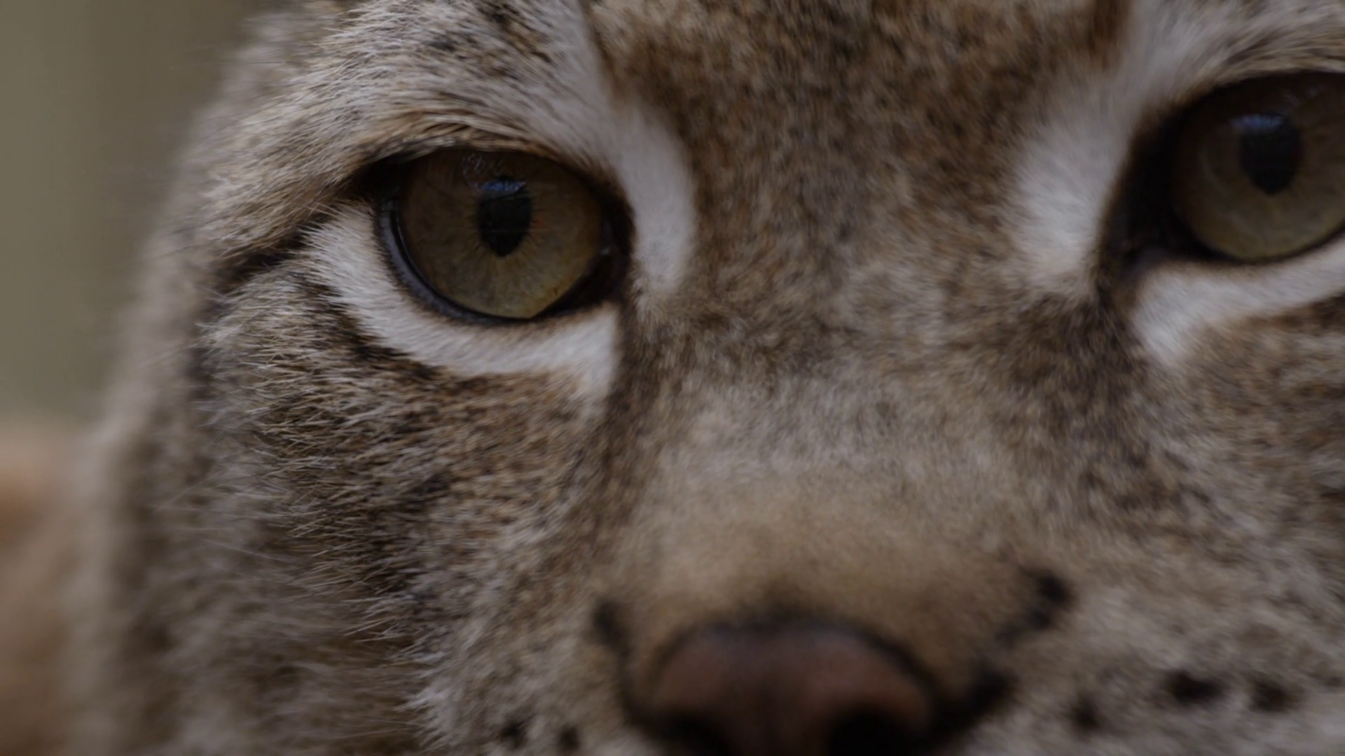 Lynx Extreme Close Up Of Eyes In Slow Motion Stock Footage SBV ...