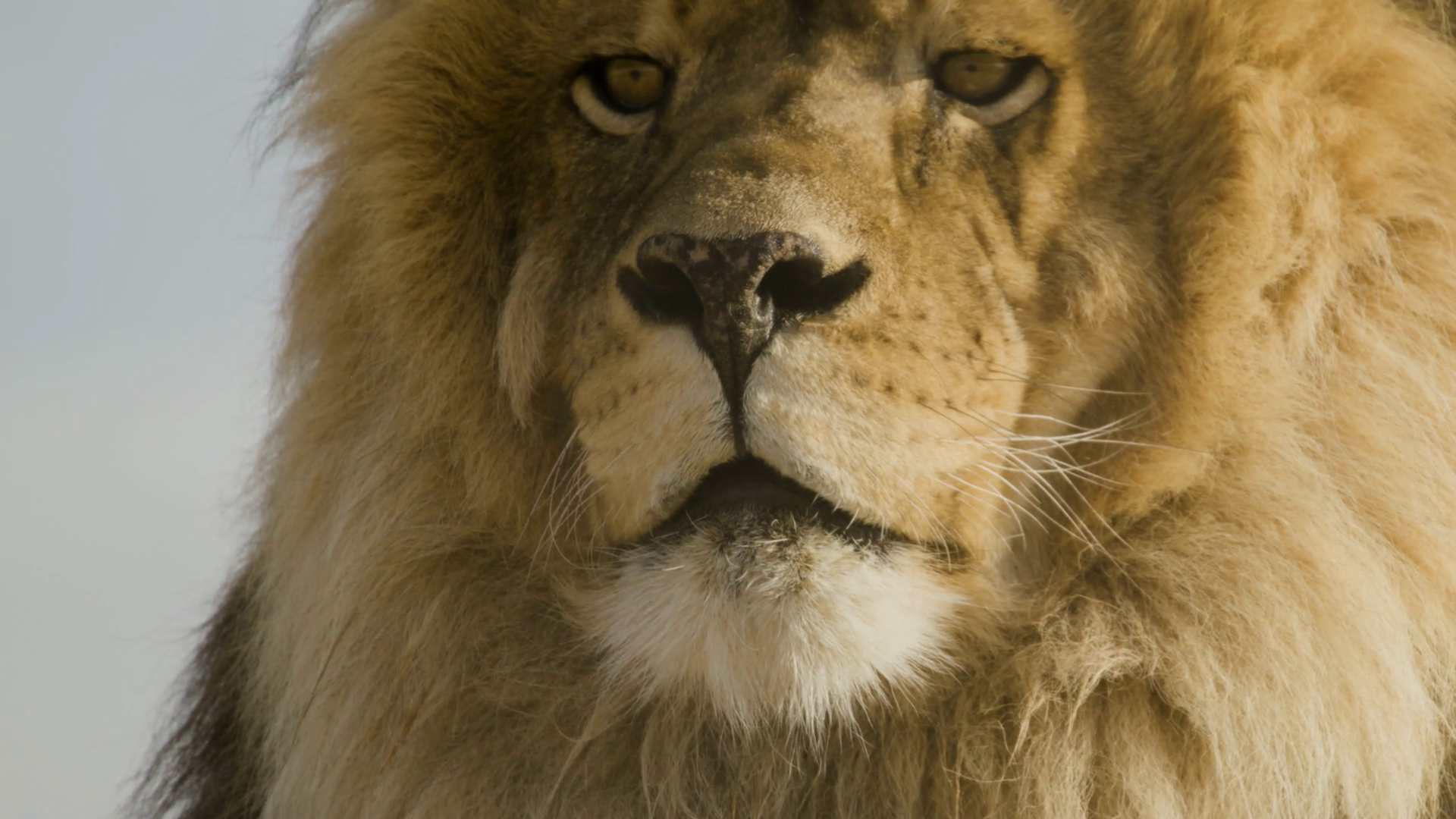 Majestic King Of Jungle Lion Close Up Stock Footage SBV-352288818 ...
