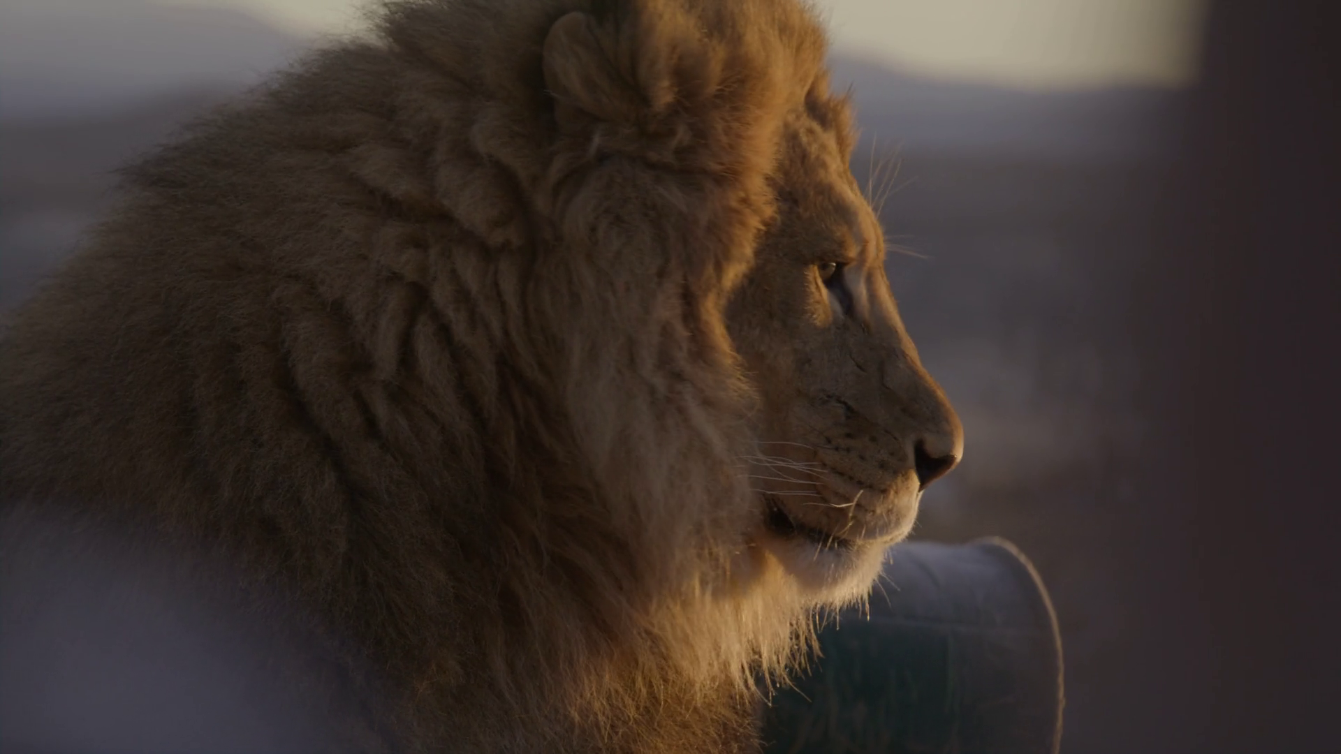 Male Lion Standing Up In Slow Motion Stock Footage SBV-352288464 ...