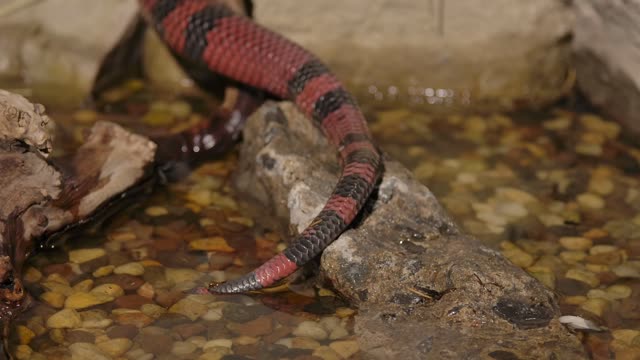 Anaconda Snake Killing Animals Stock Footage: Royalty-Free Video Clips ...
