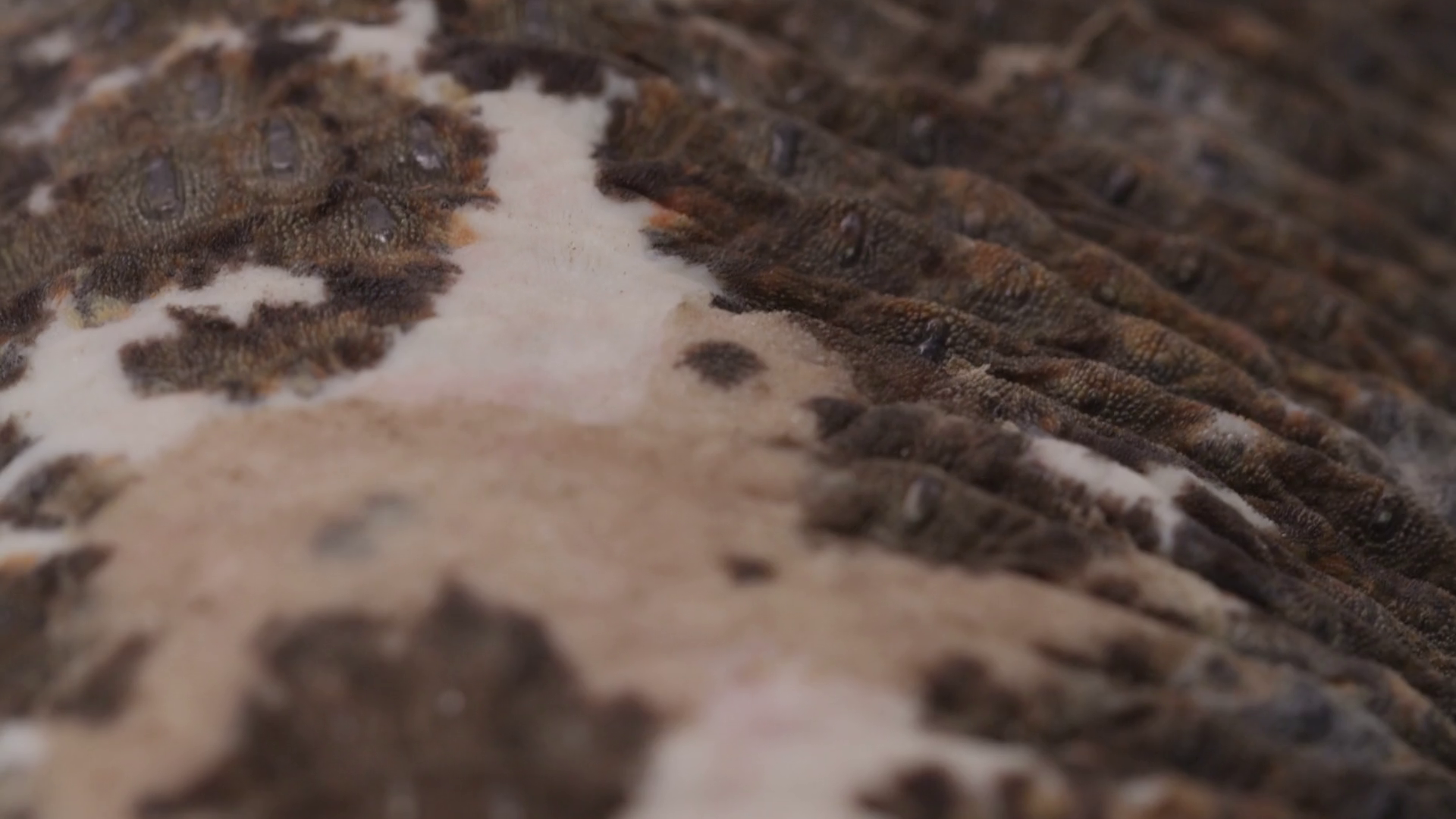 Monitor Lizard Macro Skin Scales Scars Stock Footage SBV-352200913 ...