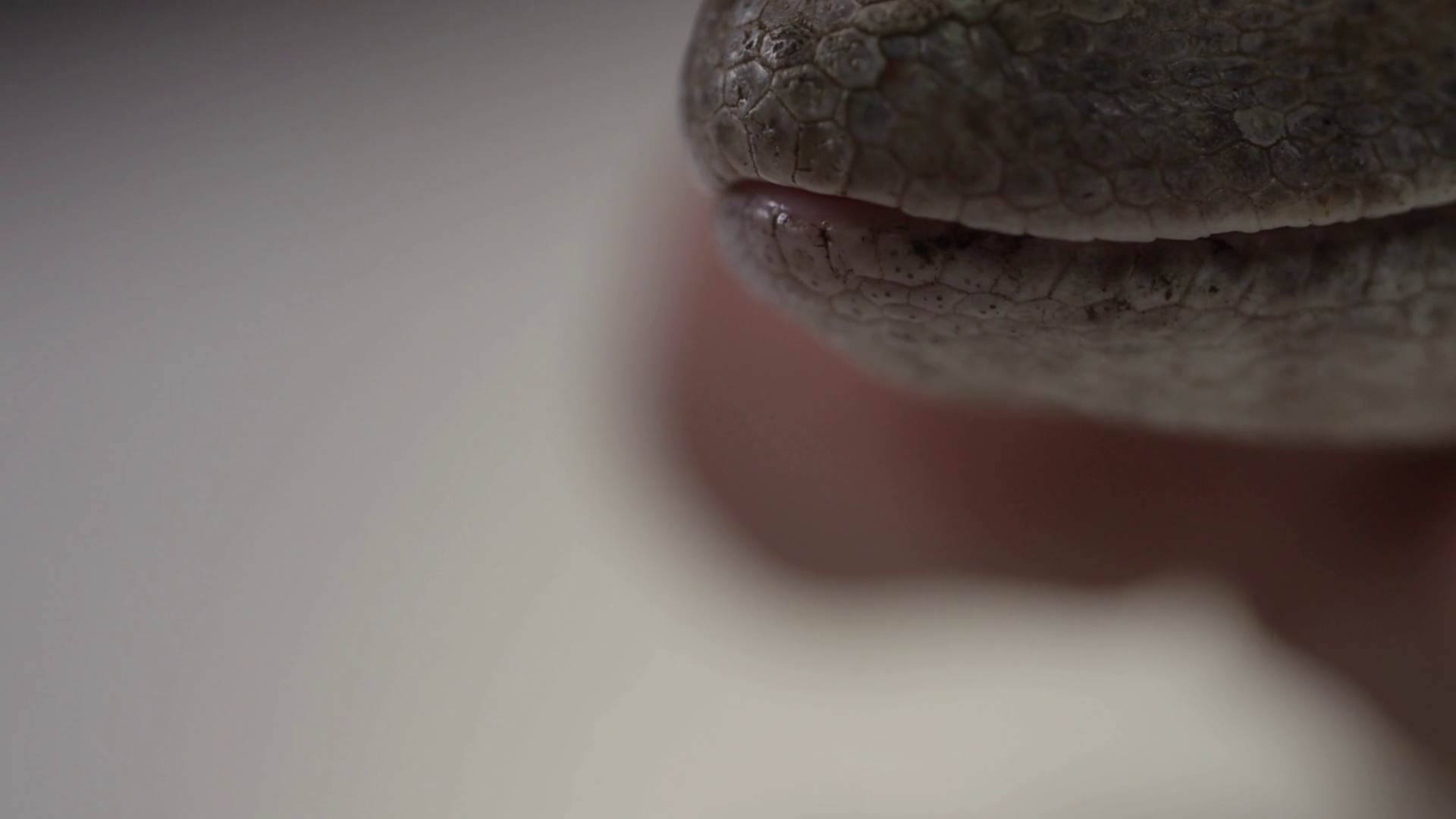 Monitor Lizard Macro Tongue Stock Footage SBV-352200915 - Storyblocks