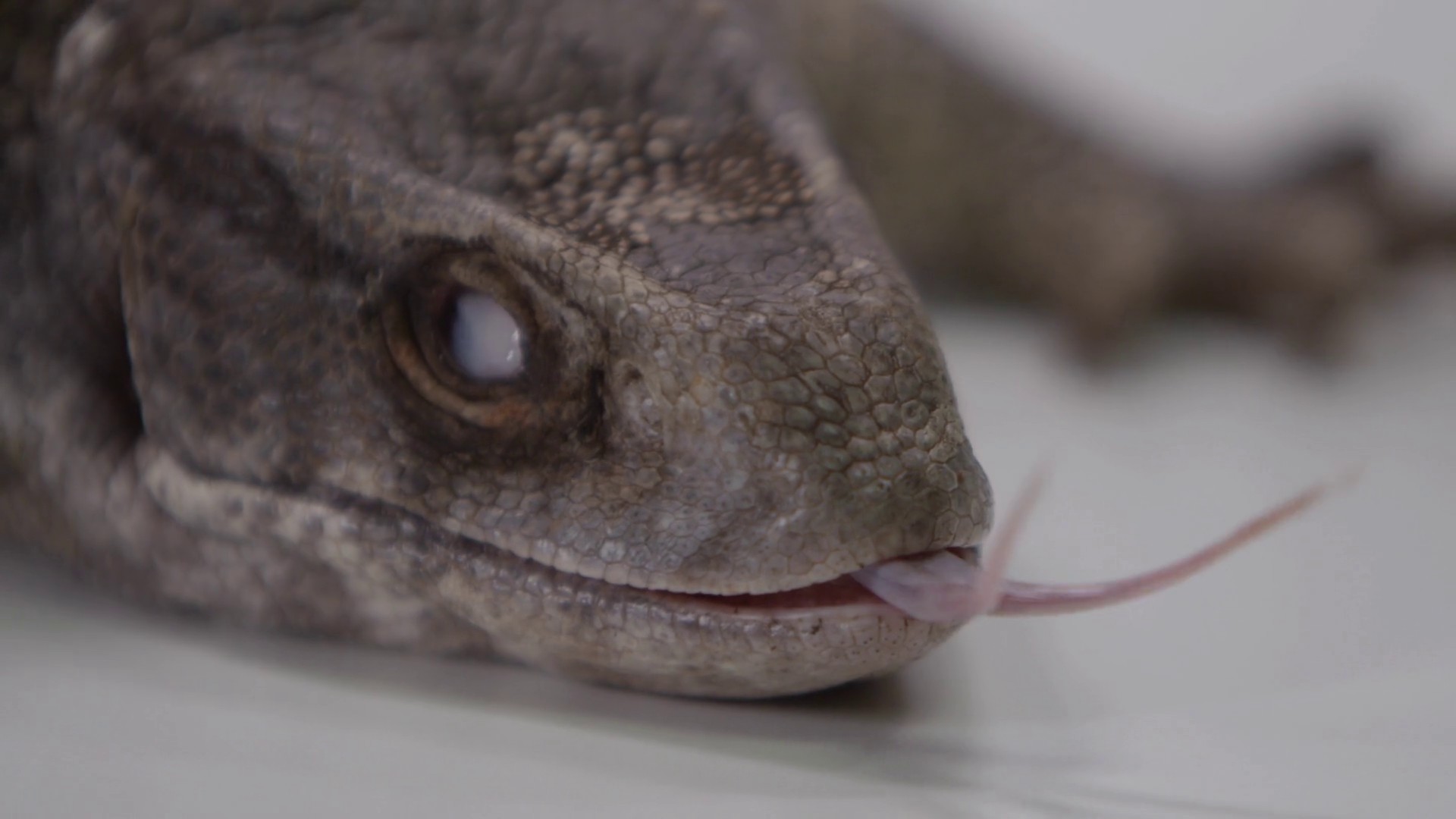 Monitor Lizard Slow Motion Tongue Smelling Stock Footage SBV-352200936 ...