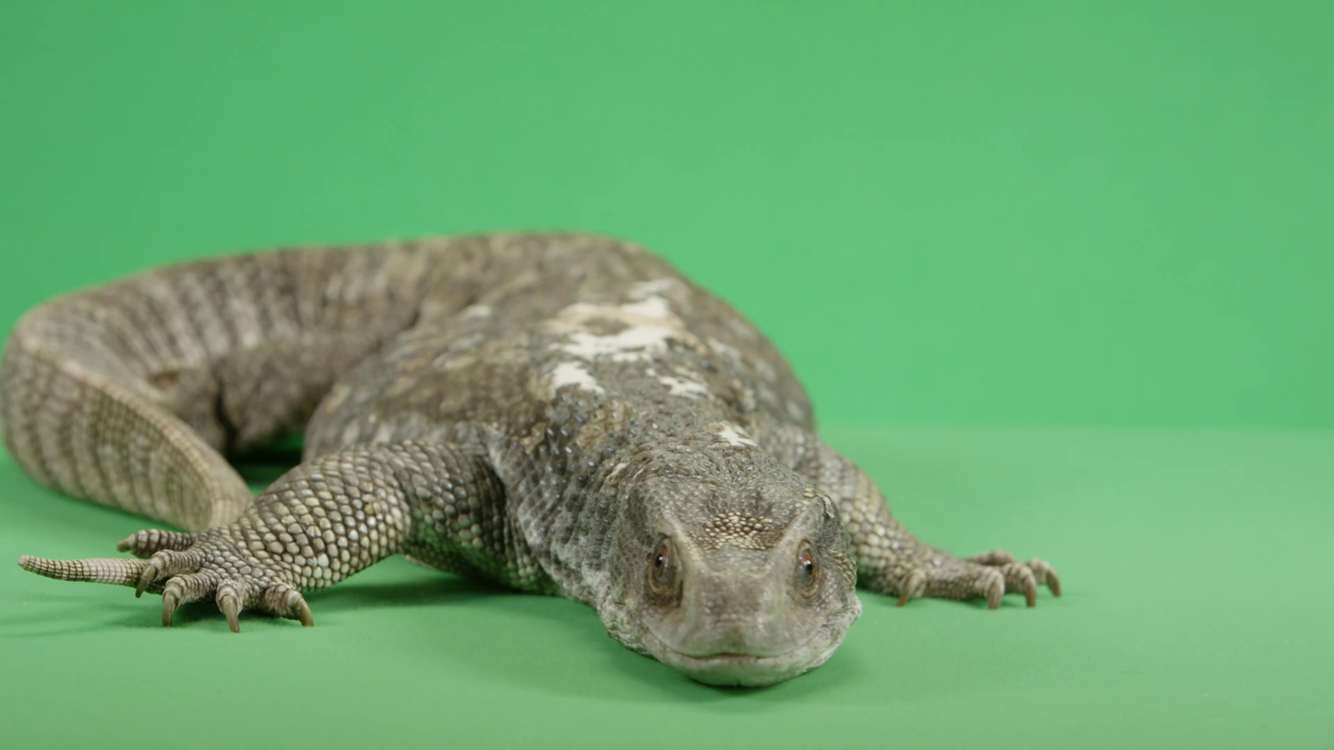 Monitor Lizard Tongue On Green Screen Stock Footage SBV-352195363 ...