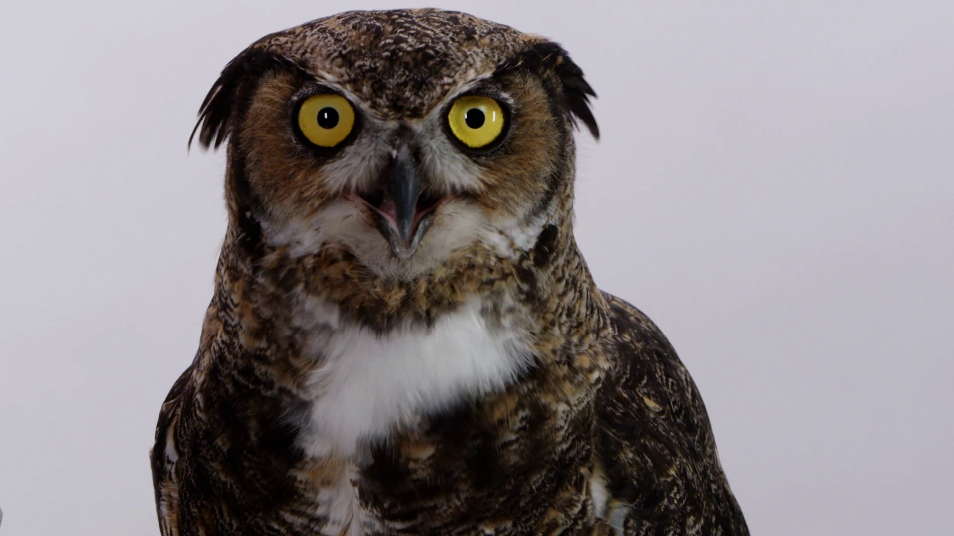 Owl Turning Head Quickly On White Stock Footage SBV-352200954 - Storyblocks