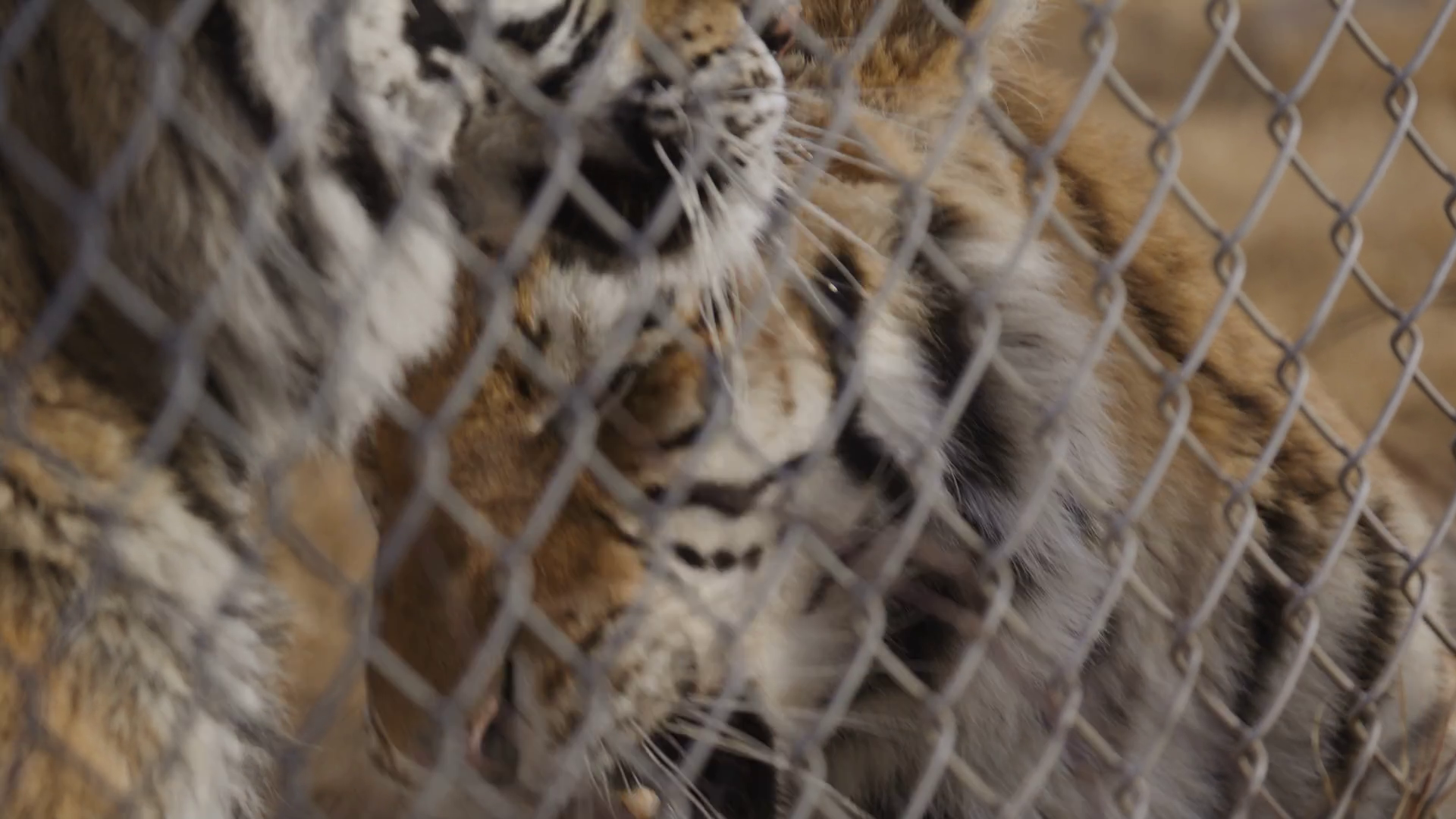 Pair Of Tigers Together In Captivity Stock Footage SBV-352288502 ...