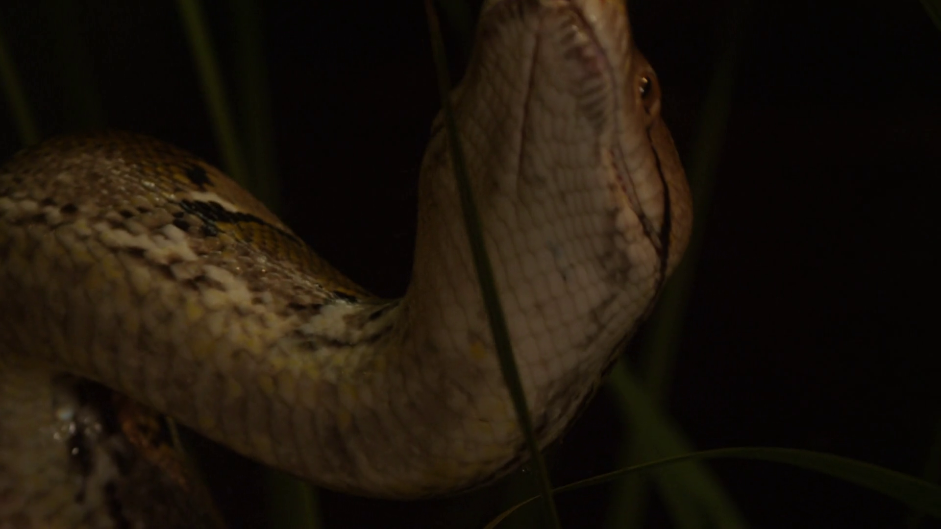 Python Snake Coming Up From Grass Stock Footage SBV-352201106 - Storyblocks