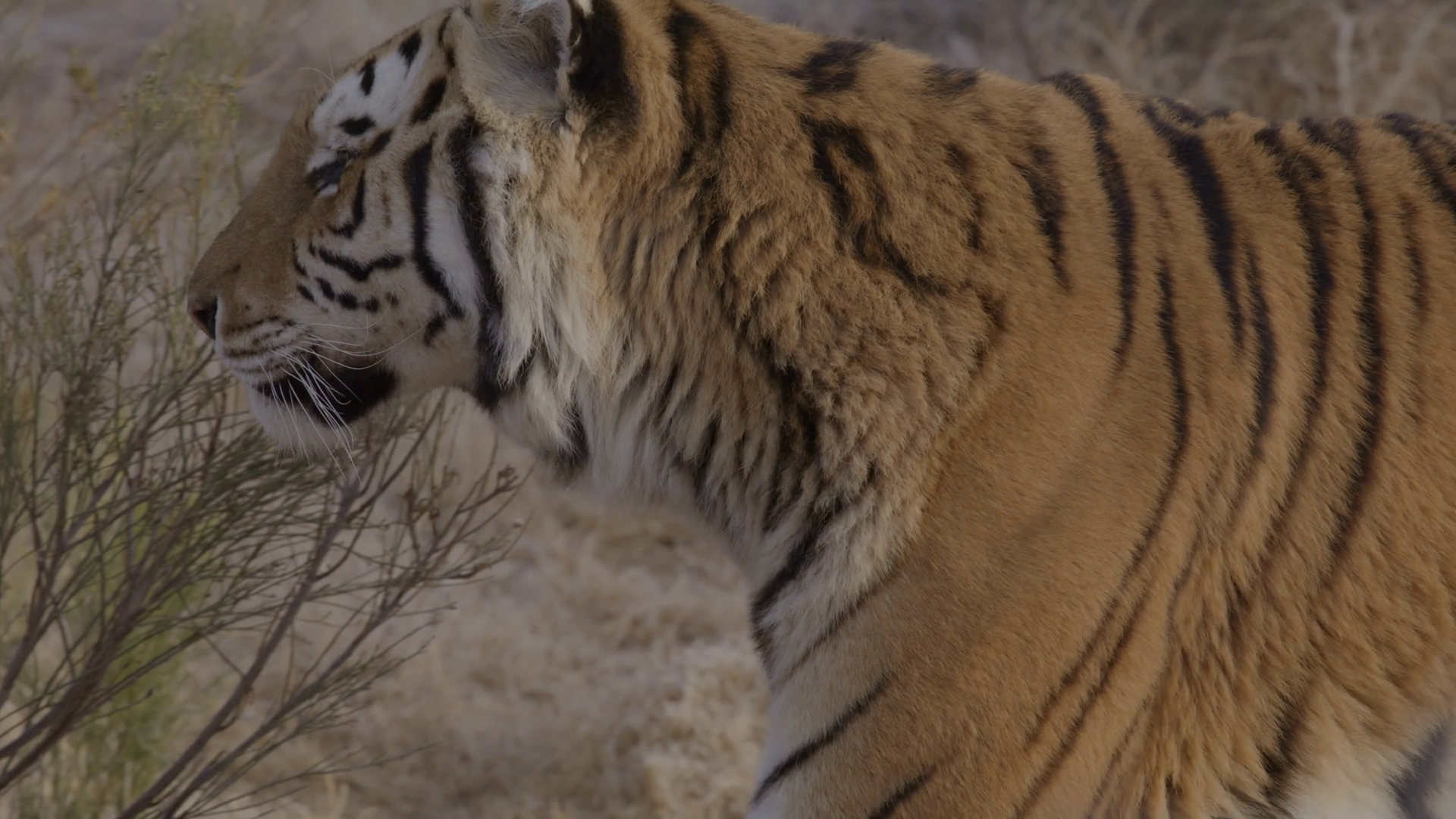 Slow Motion Tiger Looks At Camera Walks Away Stock Footage SBV ...