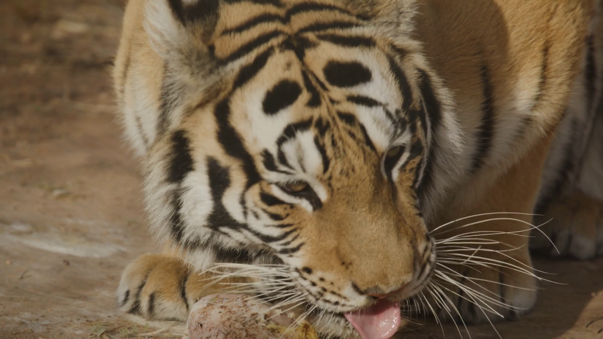 Slow Tiger Eating Catch In Wild Stock Footage SBV-352288890 - Storyblocks