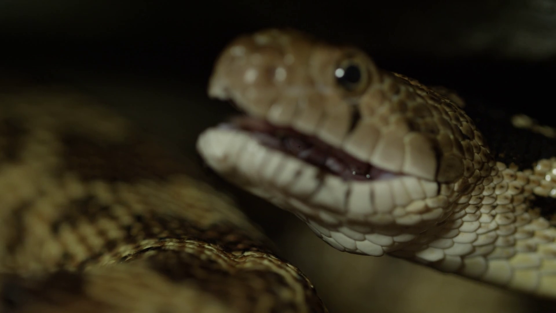 Snake Slow Motion Swallow Mouse Tail In Mouth Stock Footage SBV ...