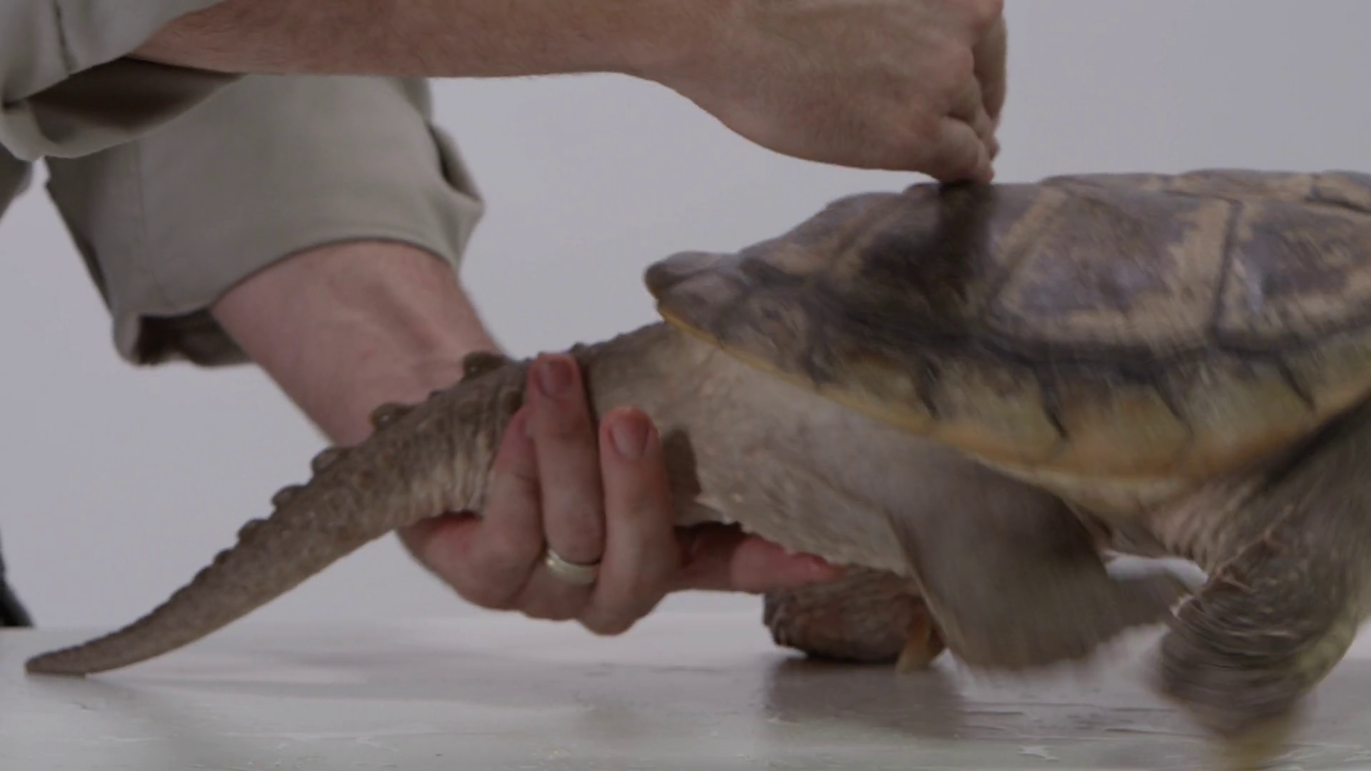 Snapping Turtle Close Up Zookeeper Pointing Stock Footage SBV-352201035 ...