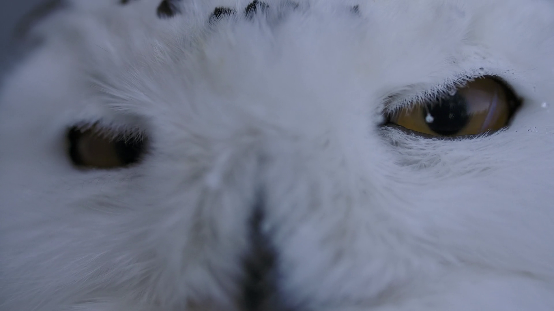 Snowy Owl Blinking Closeup Majestic Cute Stock Footage SBV-352216898 ...