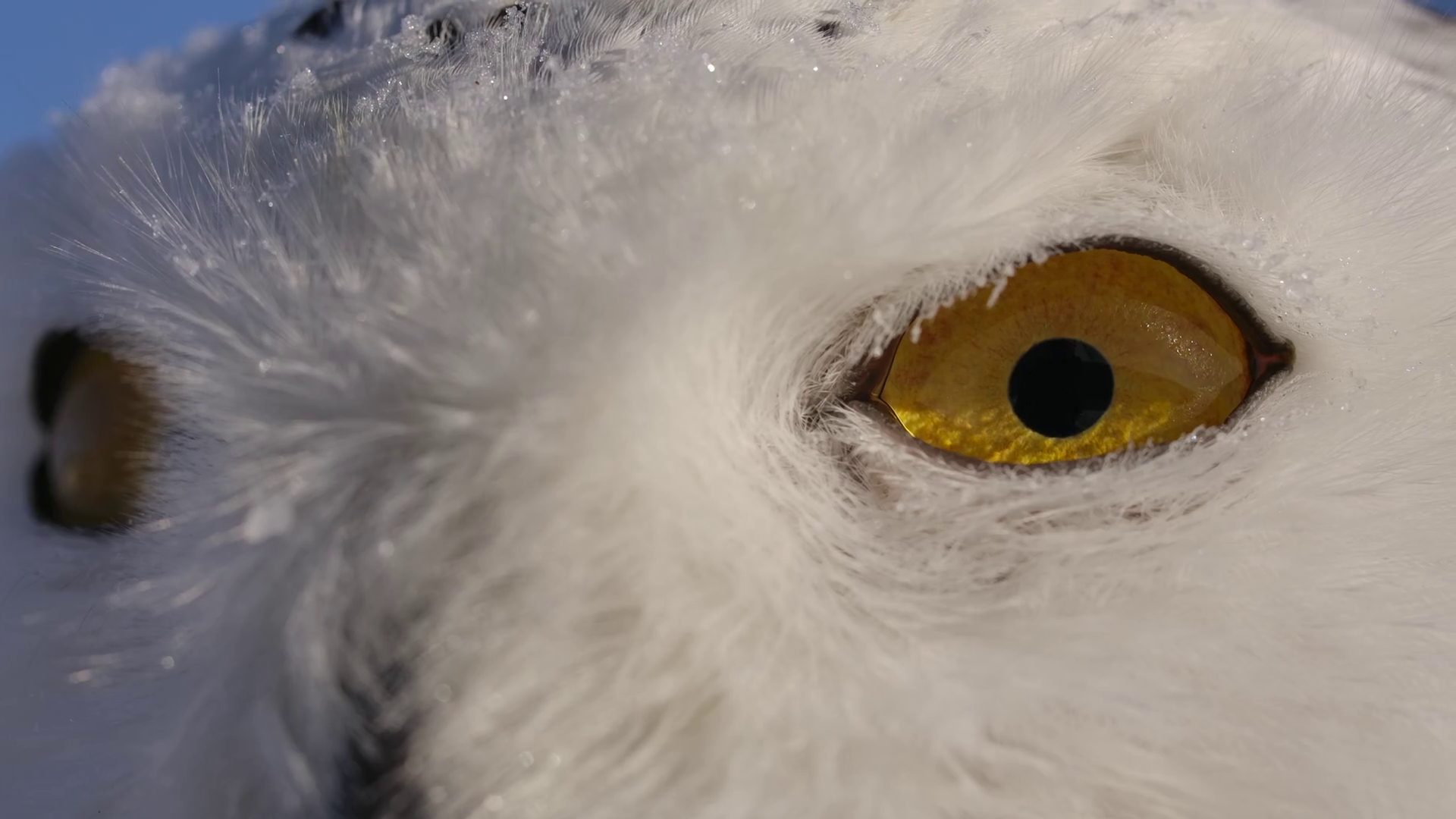 Snowy Owl Eye Blink Head Turns Slomo Sunny Stock Footage SBV-352216903 ...