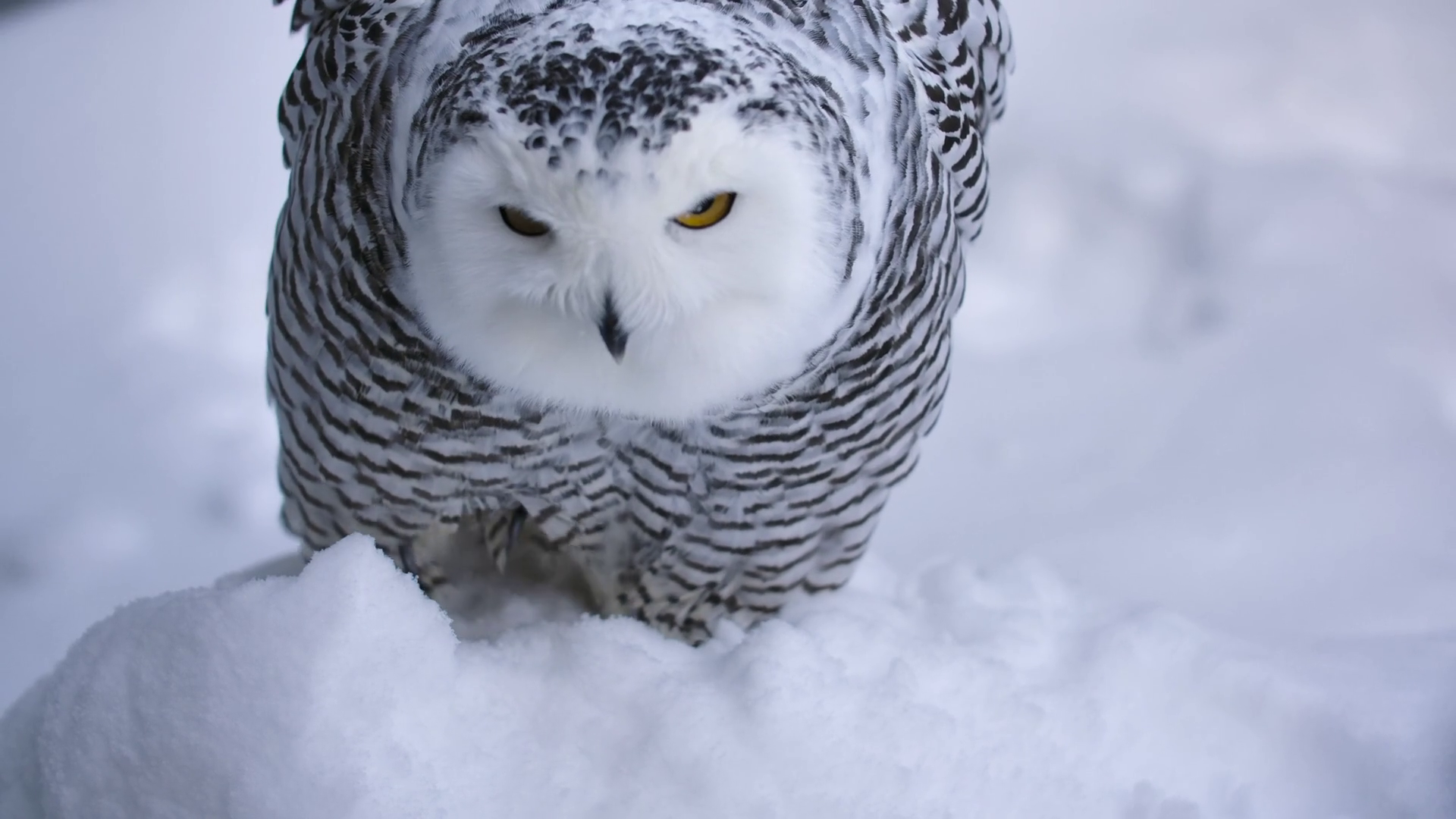 Snowy Owl Cleaning Prey From Talons On Stock Footage SBV-352216906 ...
